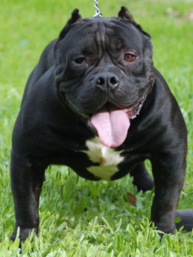 American Bully Wallpapers - Top Free American Bully Backgrounds ...