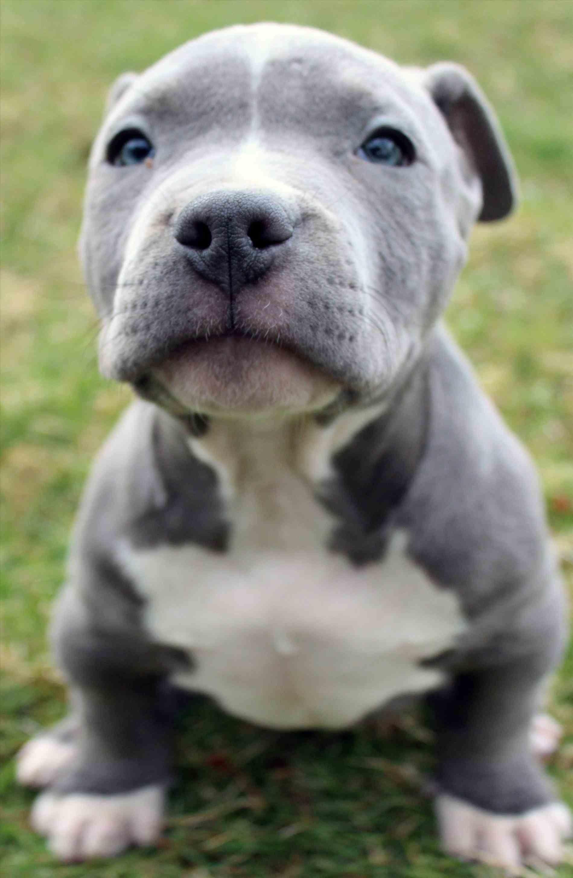 Cute Pitbull Wallpapers Top Free Cute Pitbull Backgrounds