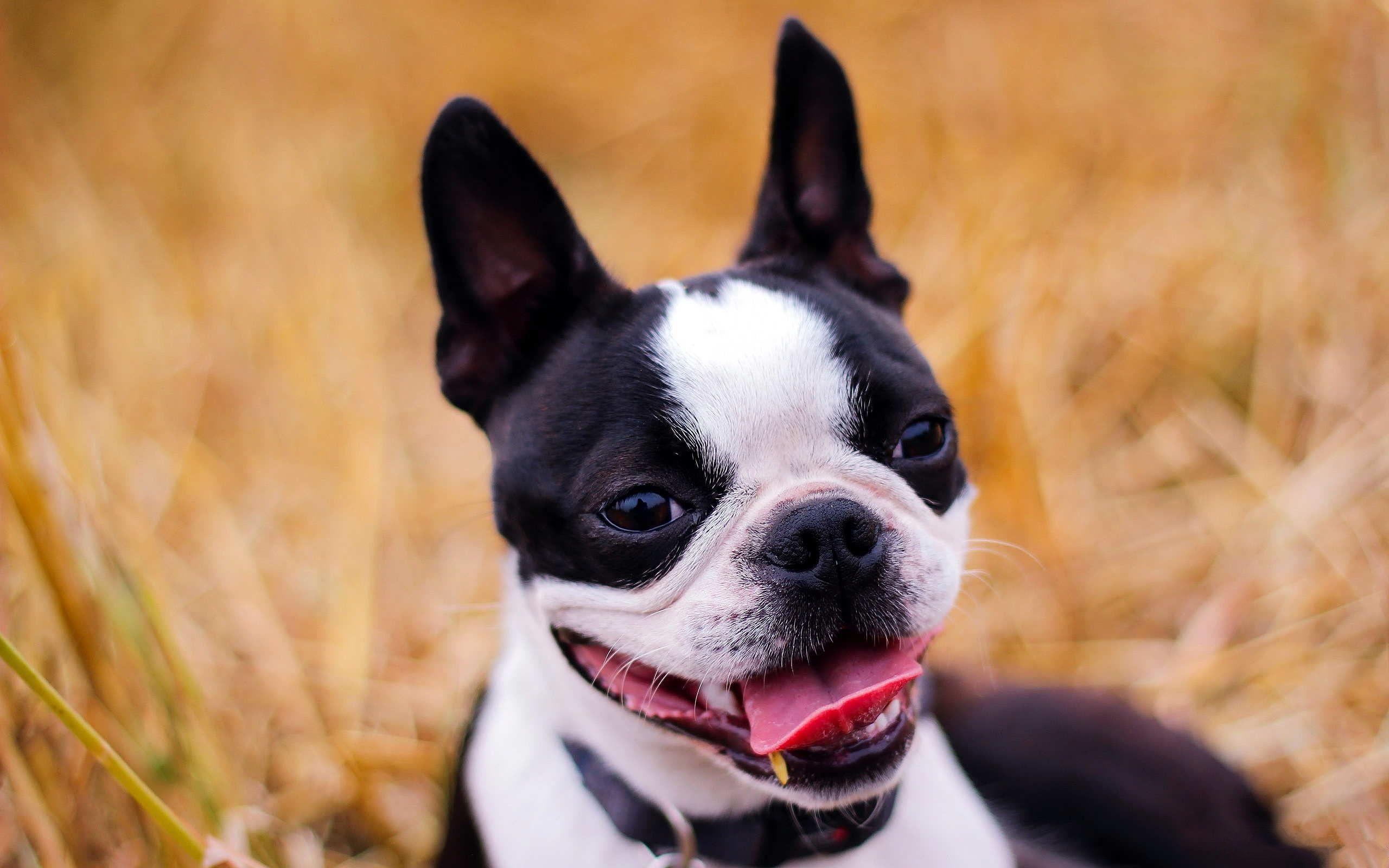 Boston Terrier Wallpapers - Top Free Boston Terrier Backgrounds ...