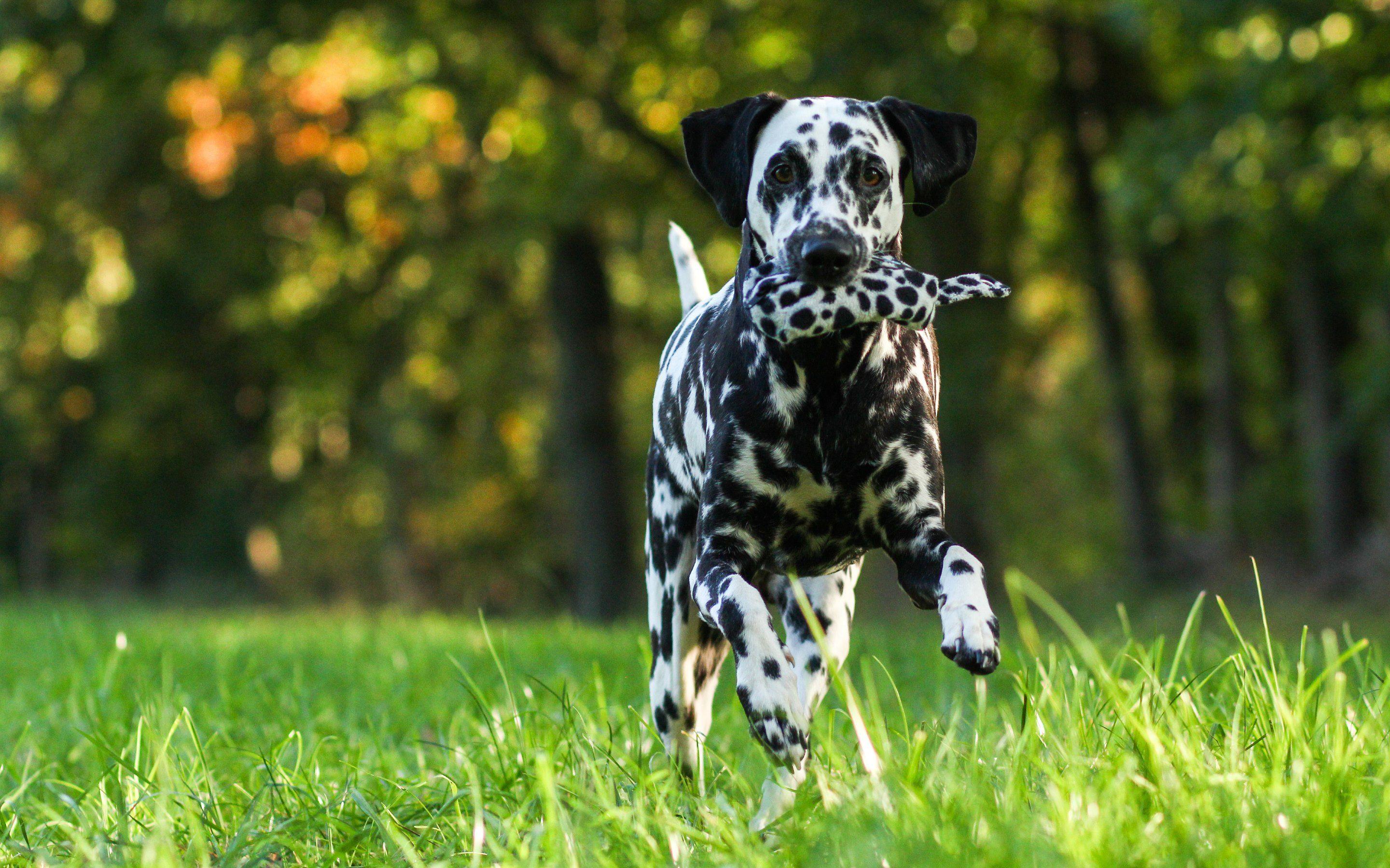 Dalmatian Wallpapers - Top Free Dalmatian Backgrounds - WallpaperAccess