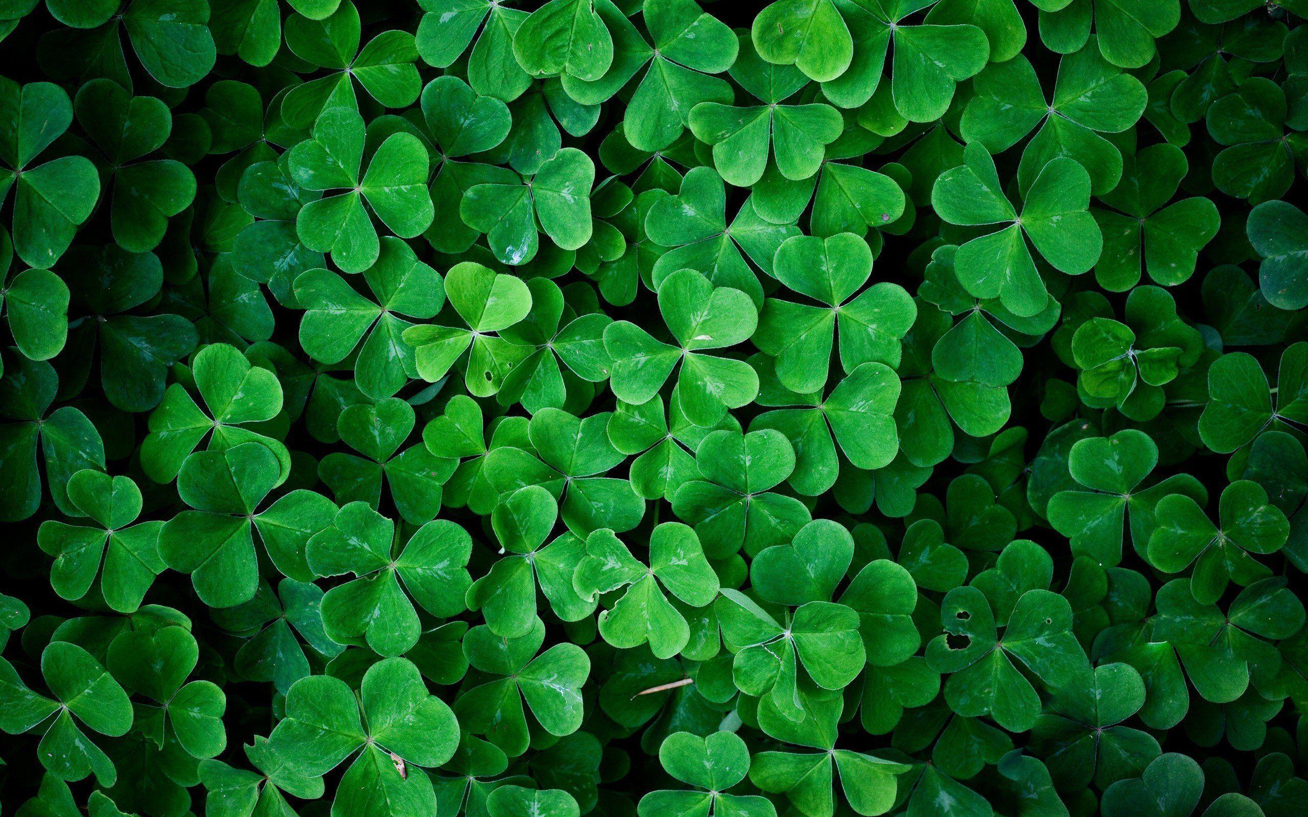 Clover Wallpapers - Top Free Clover Backgrounds - WallpaperAccess