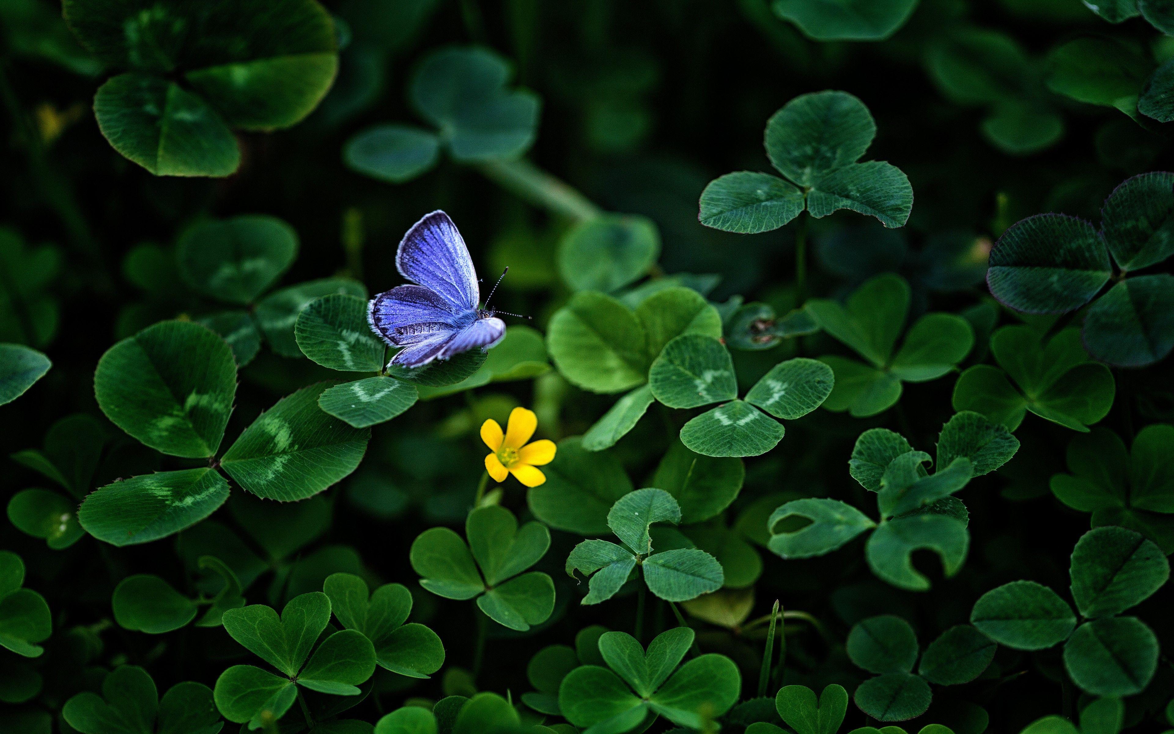 Clover Wallpapers - Top Free Clover Backgrounds - WallpaperAccess
