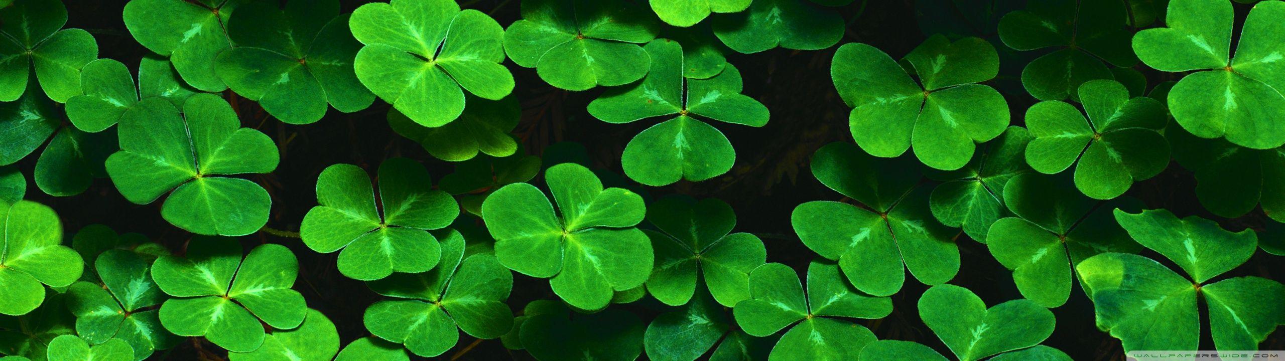 Clover Wallpapers - Top Free Clover Backgrounds - WallpaperAccess