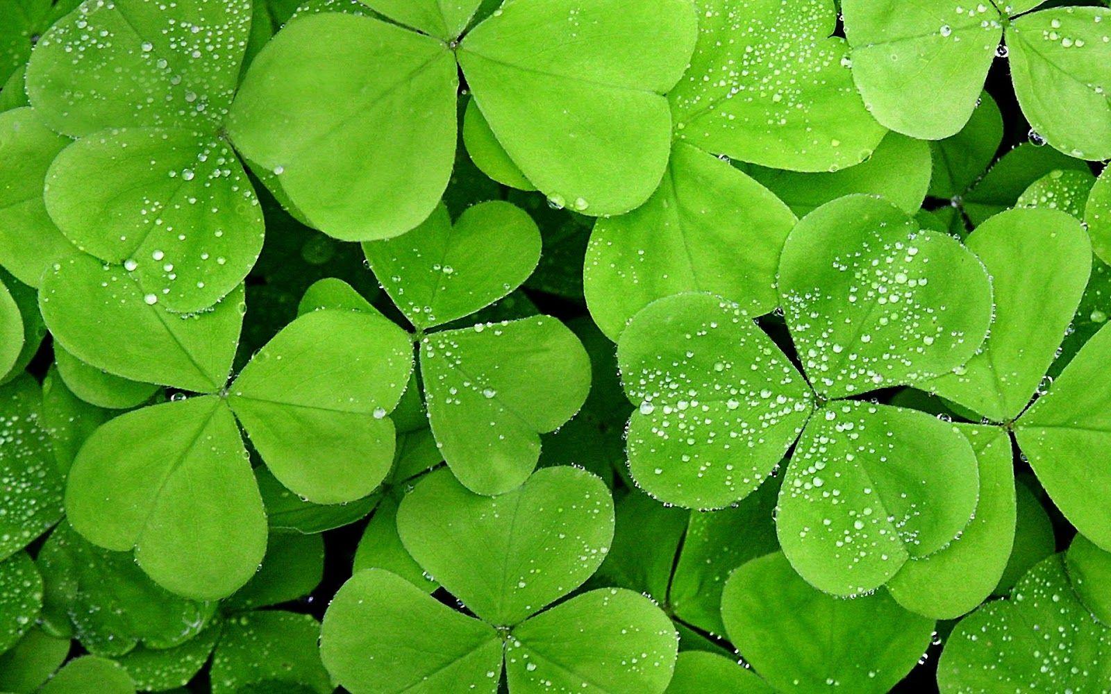 Clover Wallpapers - Top Free Clover Backgrounds - WallpaperAccess