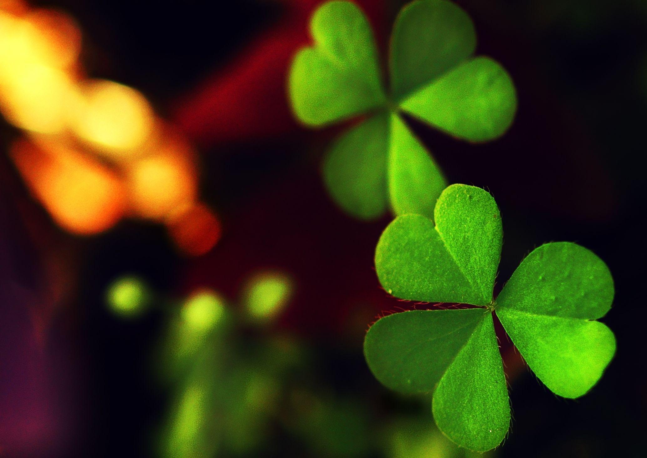 Clover Wallpapers - Top Free Clover Backgrounds - WallpaperAccess