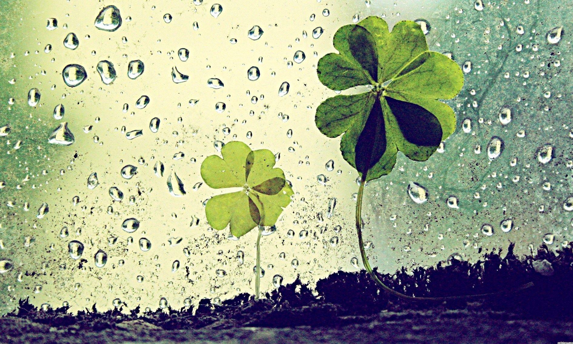 Clover Wallpapers - Top Free Clover Backgrounds - WallpaperAccess
