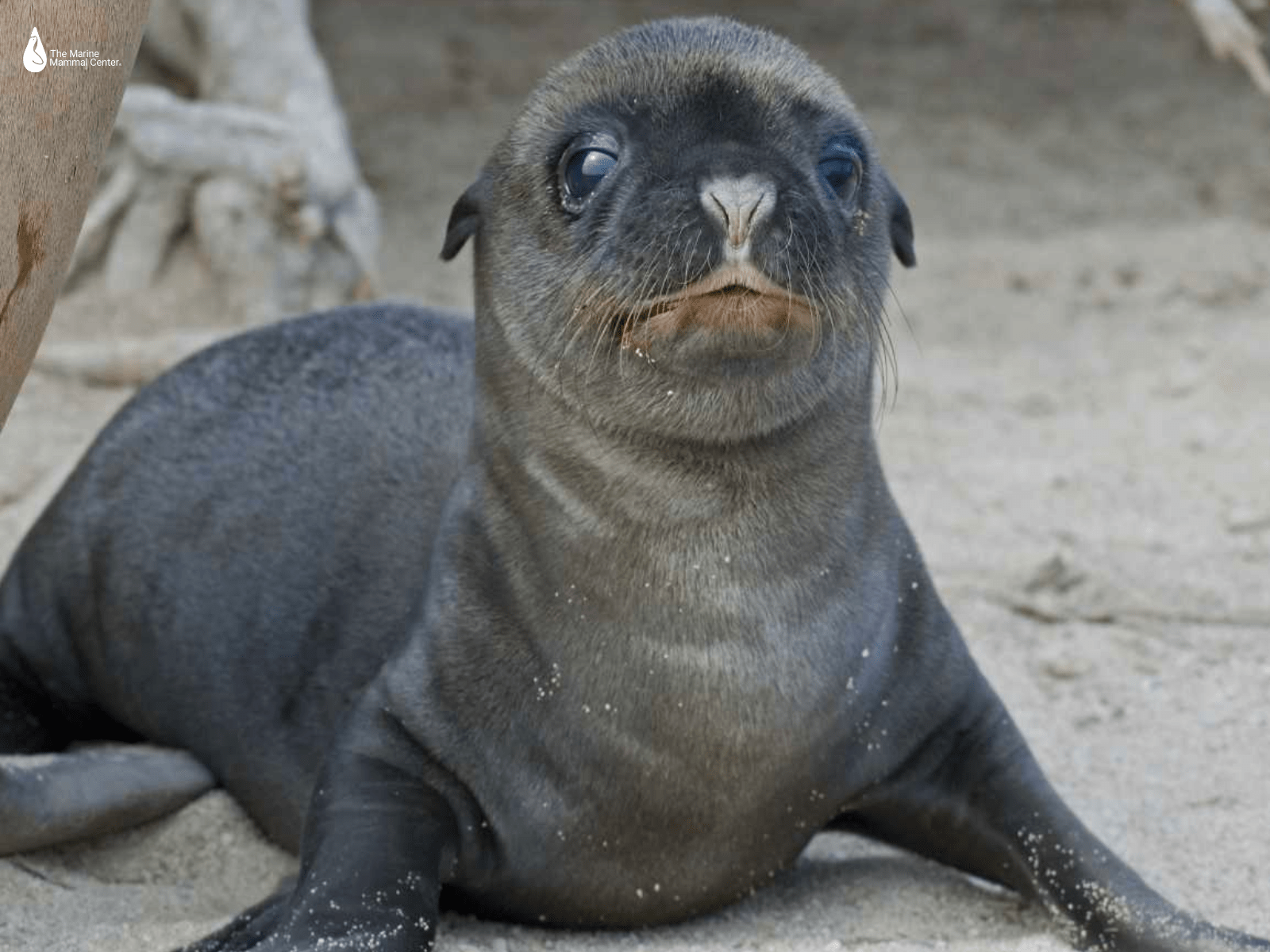 Sealion Wallpapers - Top Free Sealion Backgrounds - WallpaperAccess