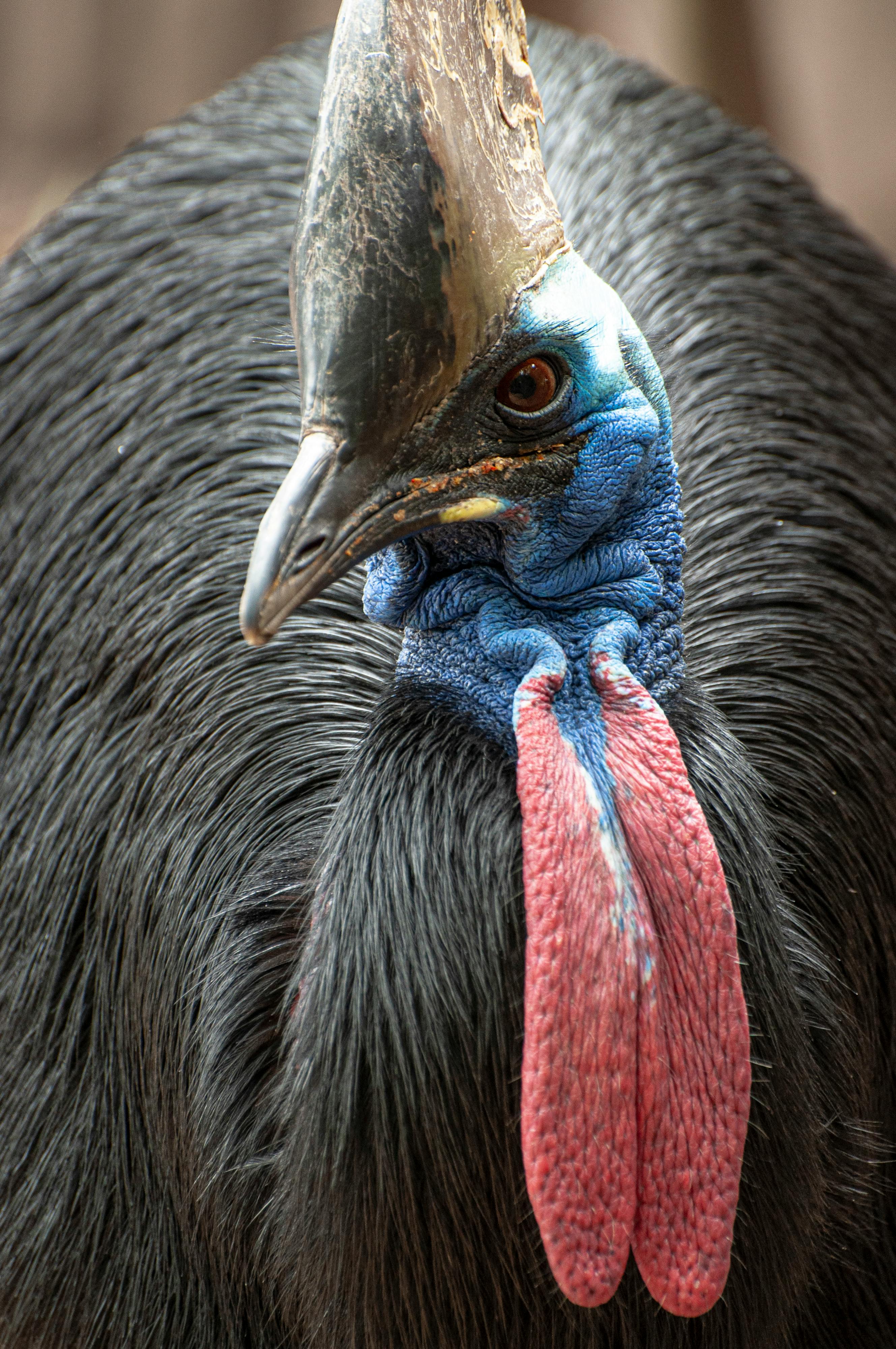 Cassowary Wallpapers - Top Free Cassowary Backgrounds - WallpaperAccess