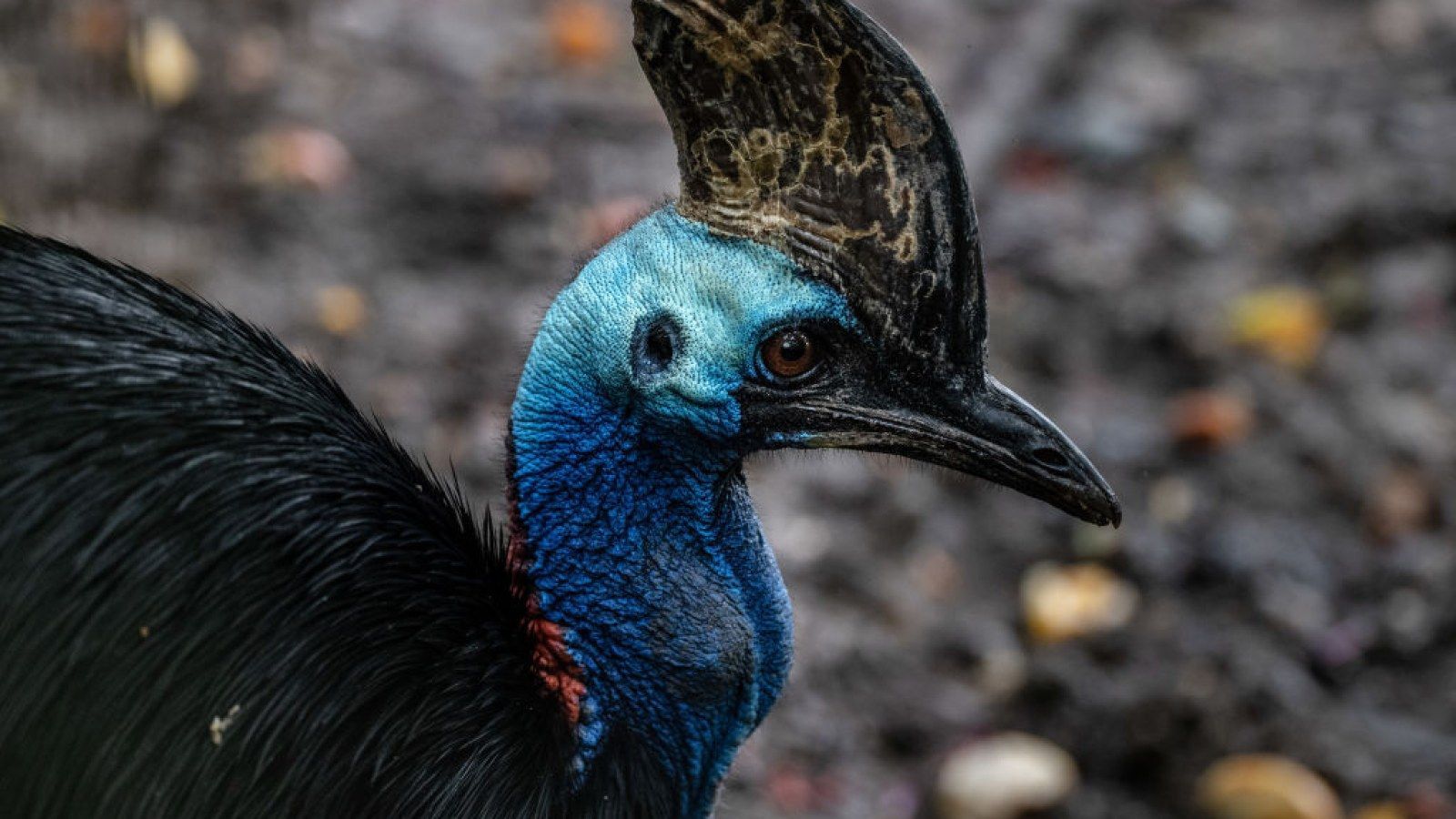 Cassowary Wallpapers - Top Free Cassowary Backgrounds - WallpaperAccess