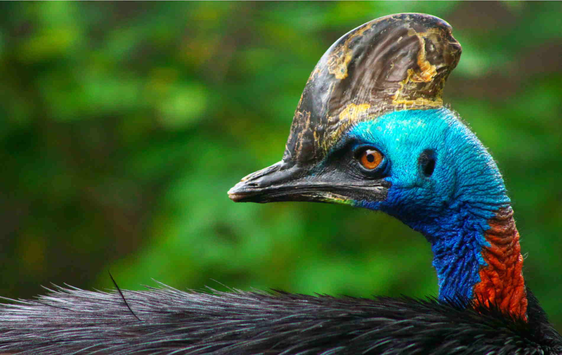 Cassowary Wallpapers - Top Free Cassowary Backgrounds - WallpaperAccess