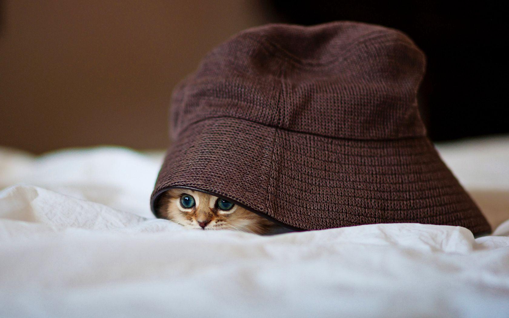 Hats Wallpapers - Top Free Hats Backgrounds - WallpaperAccess