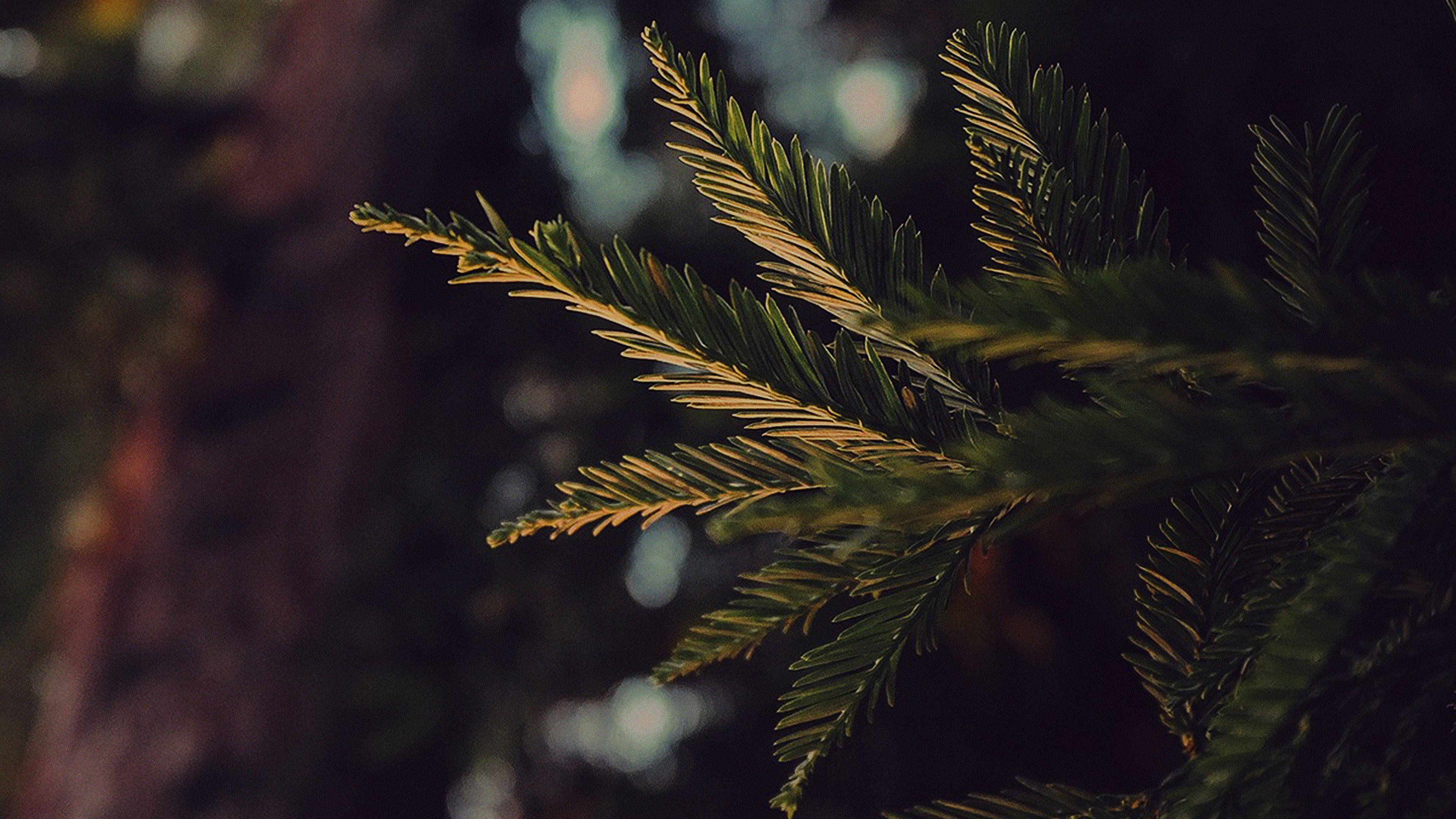 Black Nature Wallpapers - Top Free Black Nature Backgrounds ...