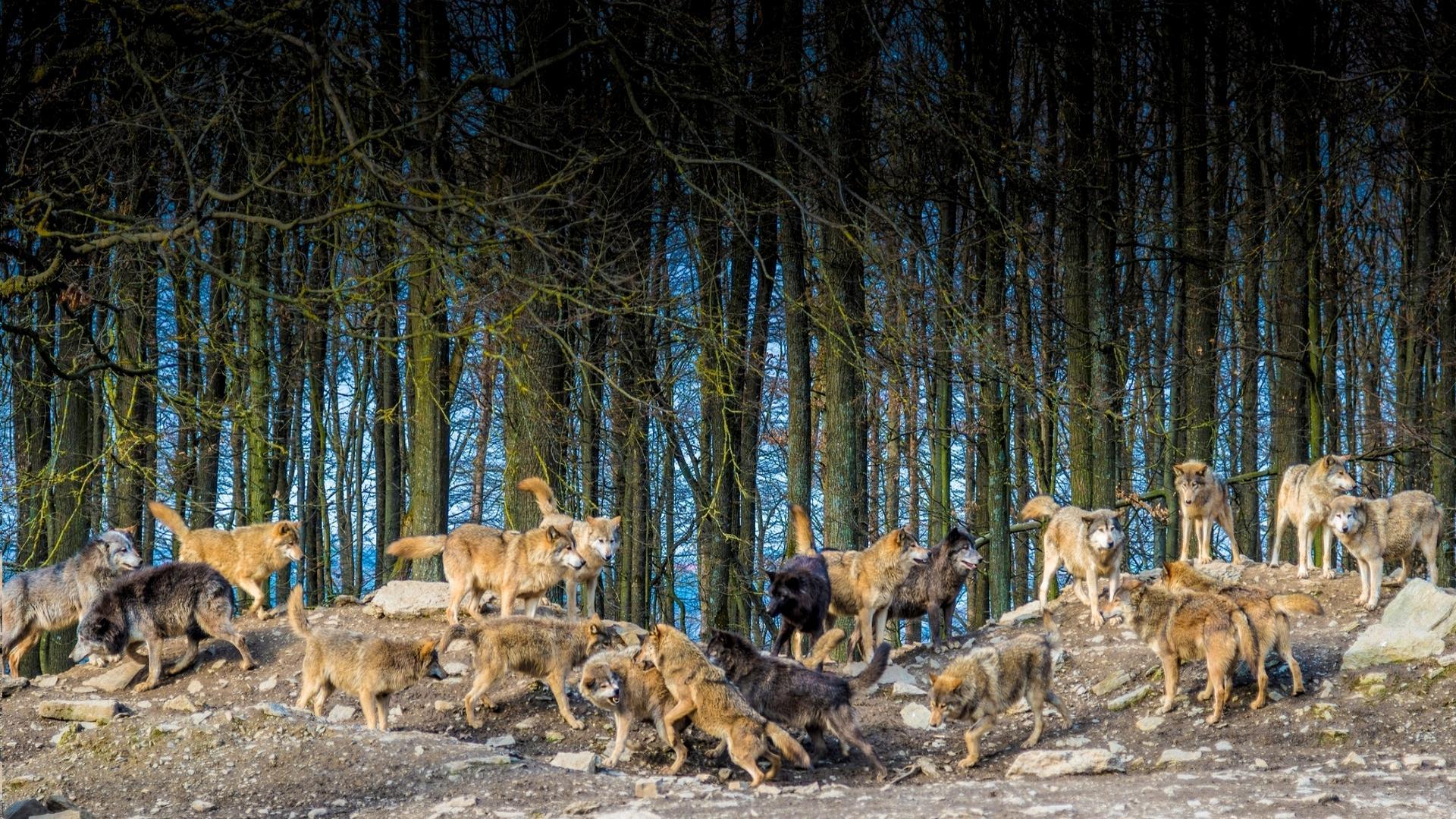 Wolf Pack Wallpapers - Top Free Wolf Pack Backgrounds - WallpaperAccess