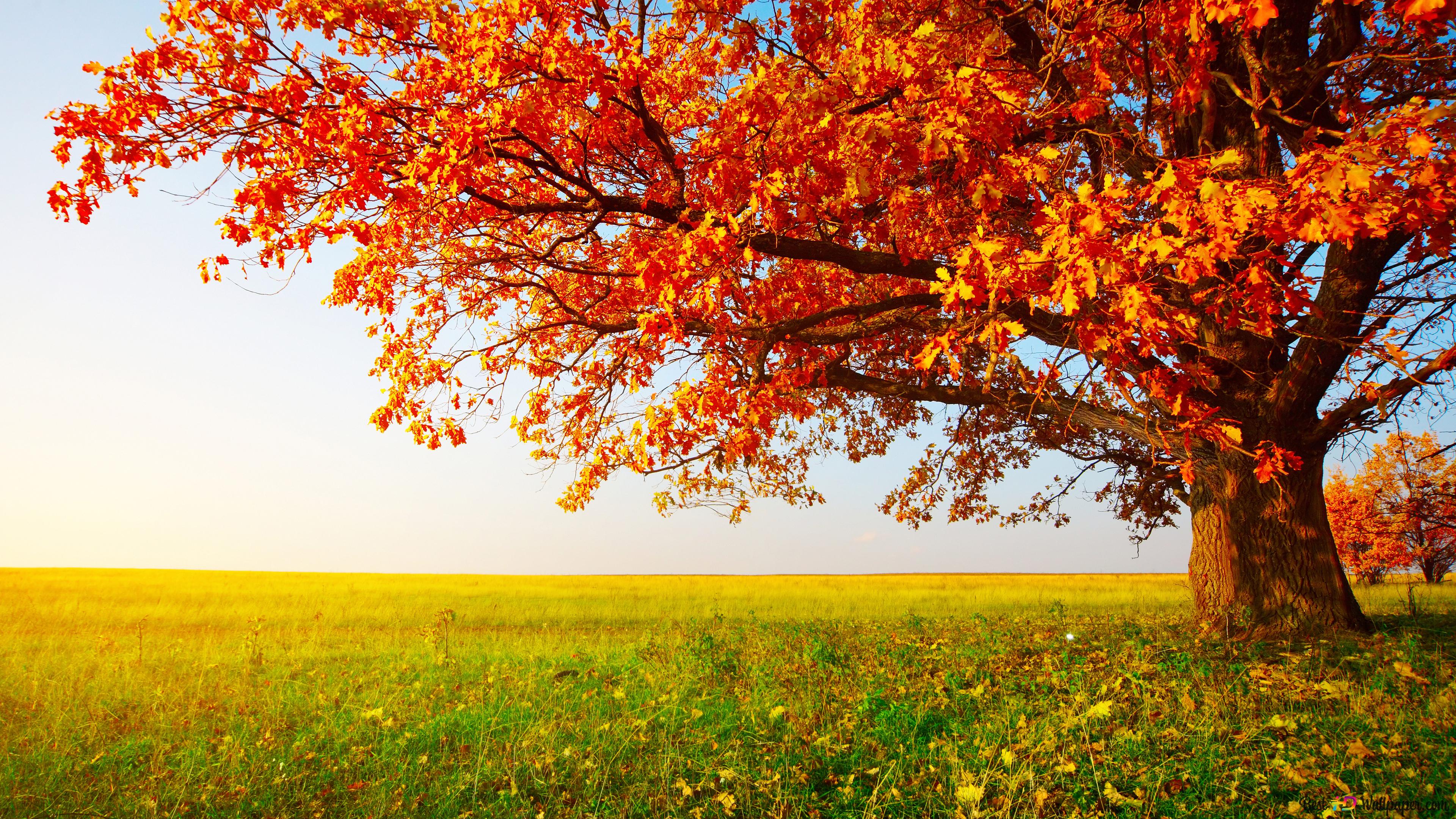 Surga Wallpapers - Top Free Surga Backgrounds - WallpaperAccess