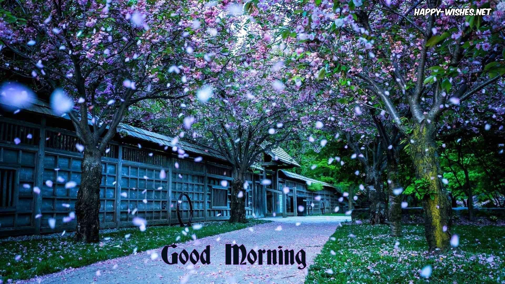 Morning Nature Wallpapers - Top Free Morning Nature Backgrounds ...