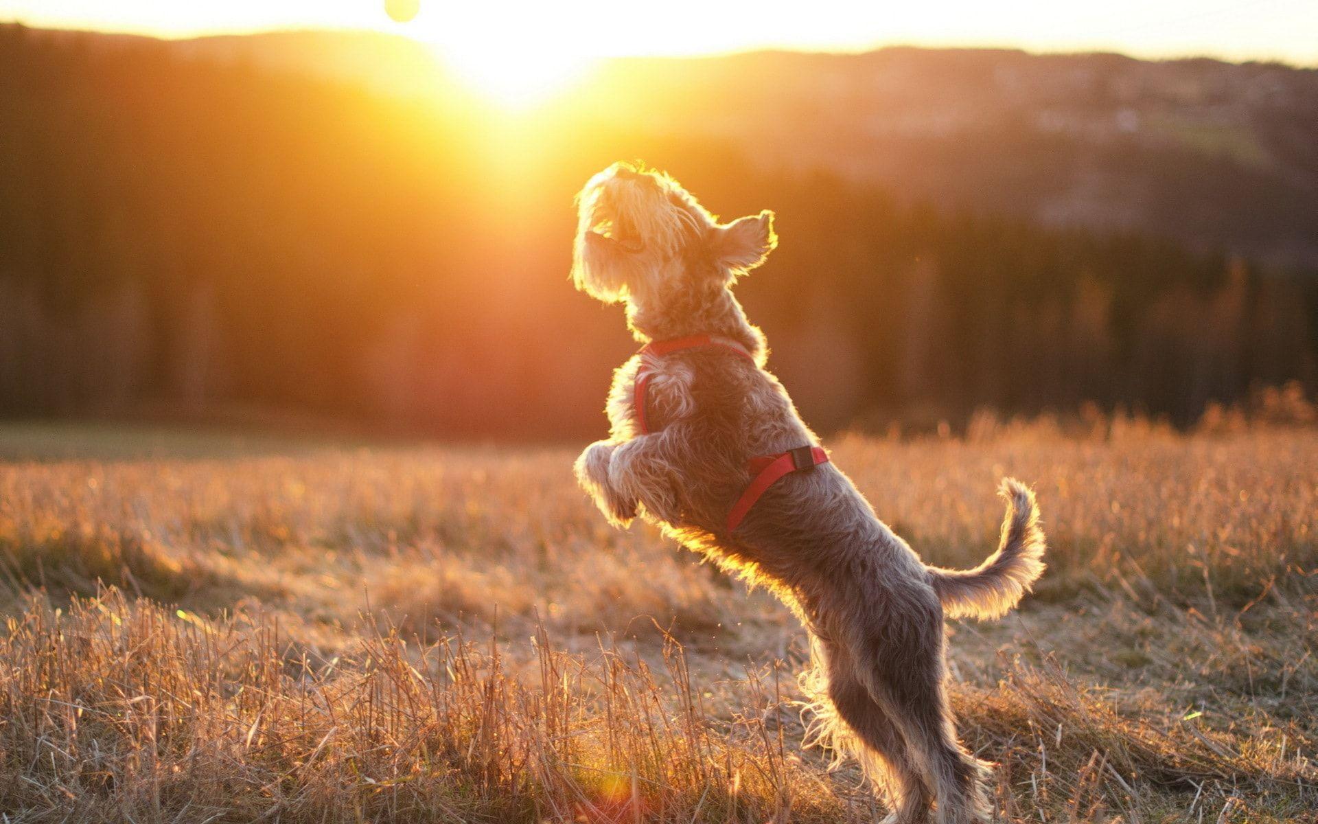 Schnauzer Wallpapers - Top Free Schnauzer Backgrounds - WallpaperAccess