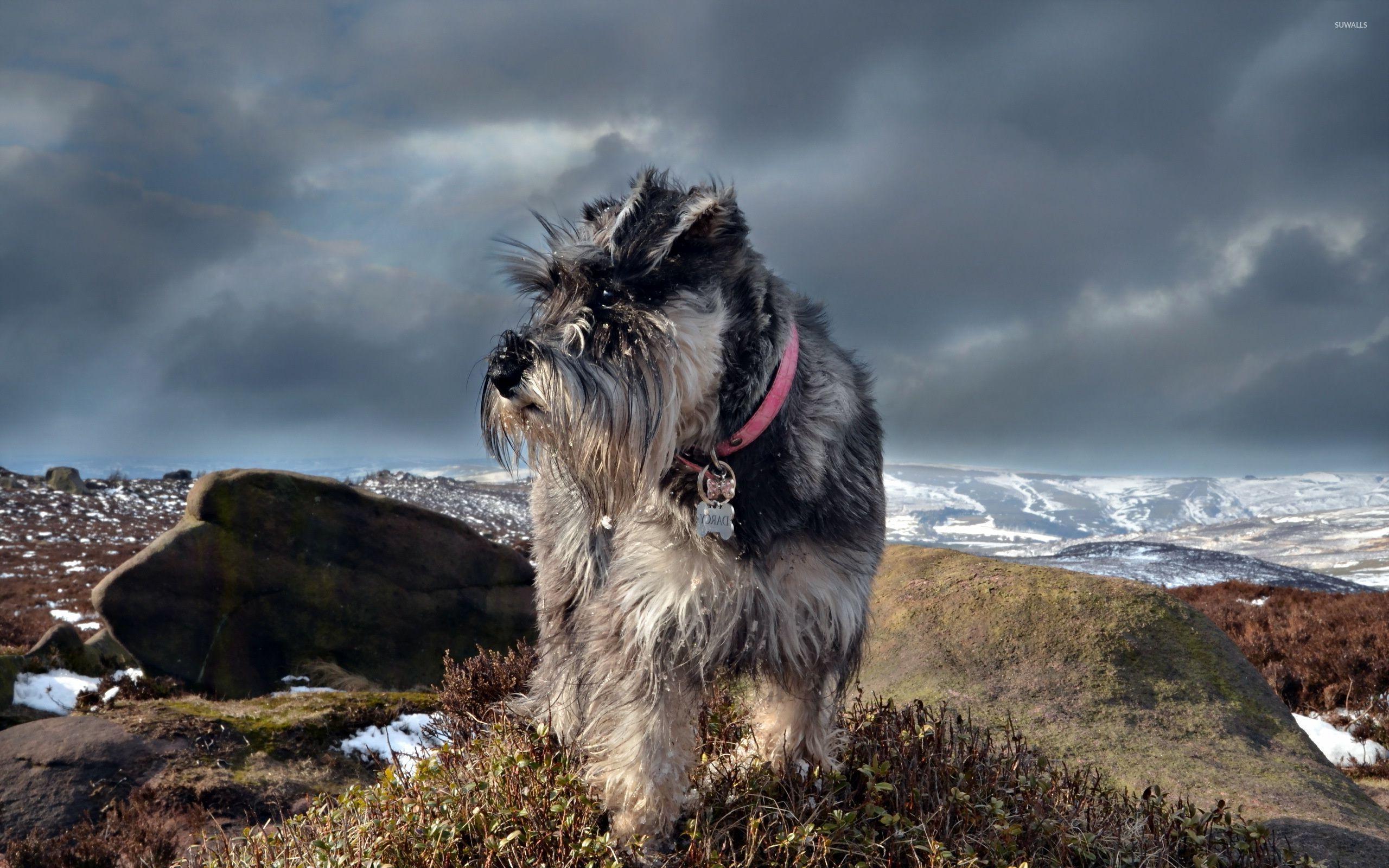 Schnauzer Wallpapers - Top Free Schnauzer Backgrounds - WallpaperAccess