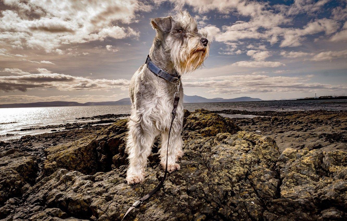 Schnauzer Wallpapers - Top Free Schnauzer Backgrounds - WallpaperAccess