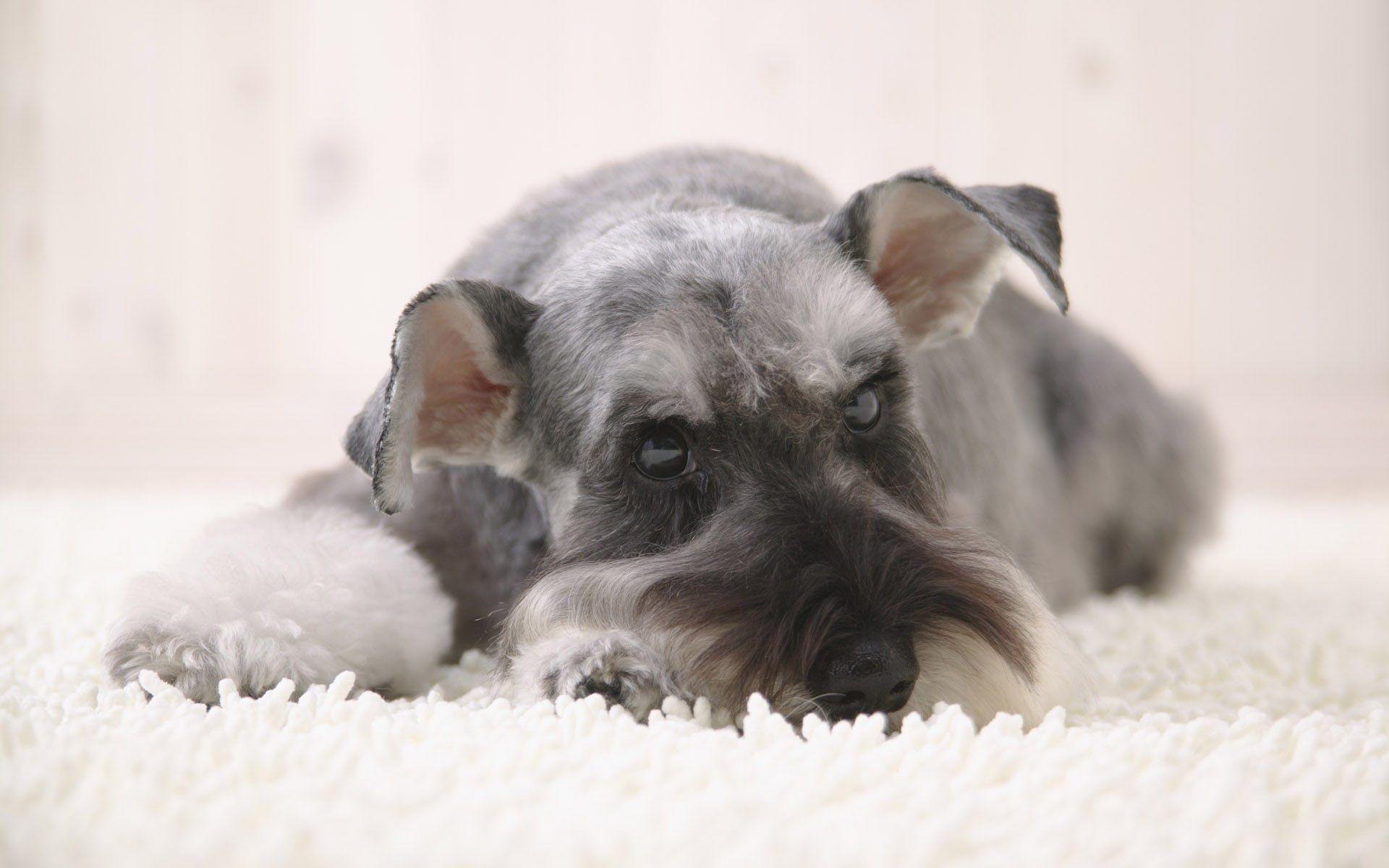 Schnauzer Wallpapers - Top Free Schnauzer Backgrounds - WallpaperAccess