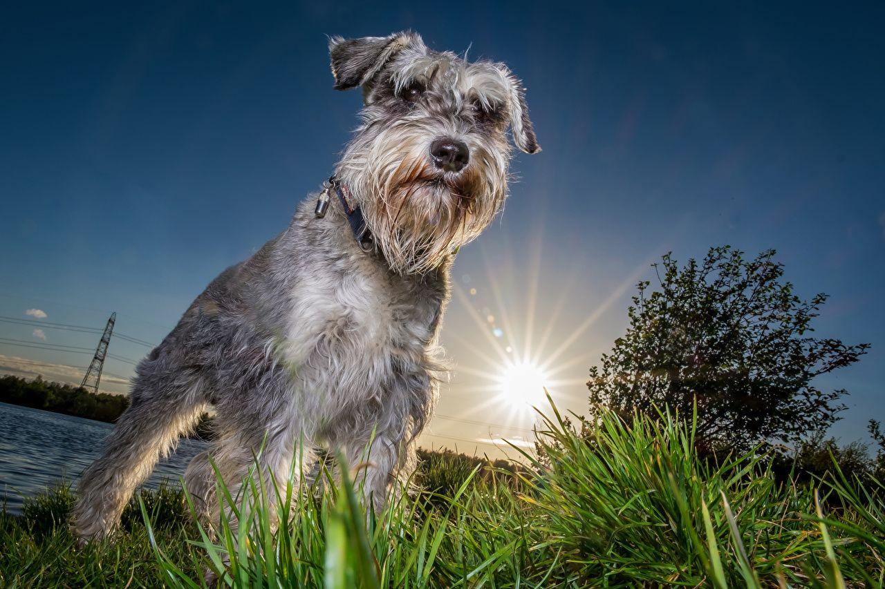 Schnauzer Wallpapers - Top Free Schnauzer Backgrounds - WallpaperAccess
