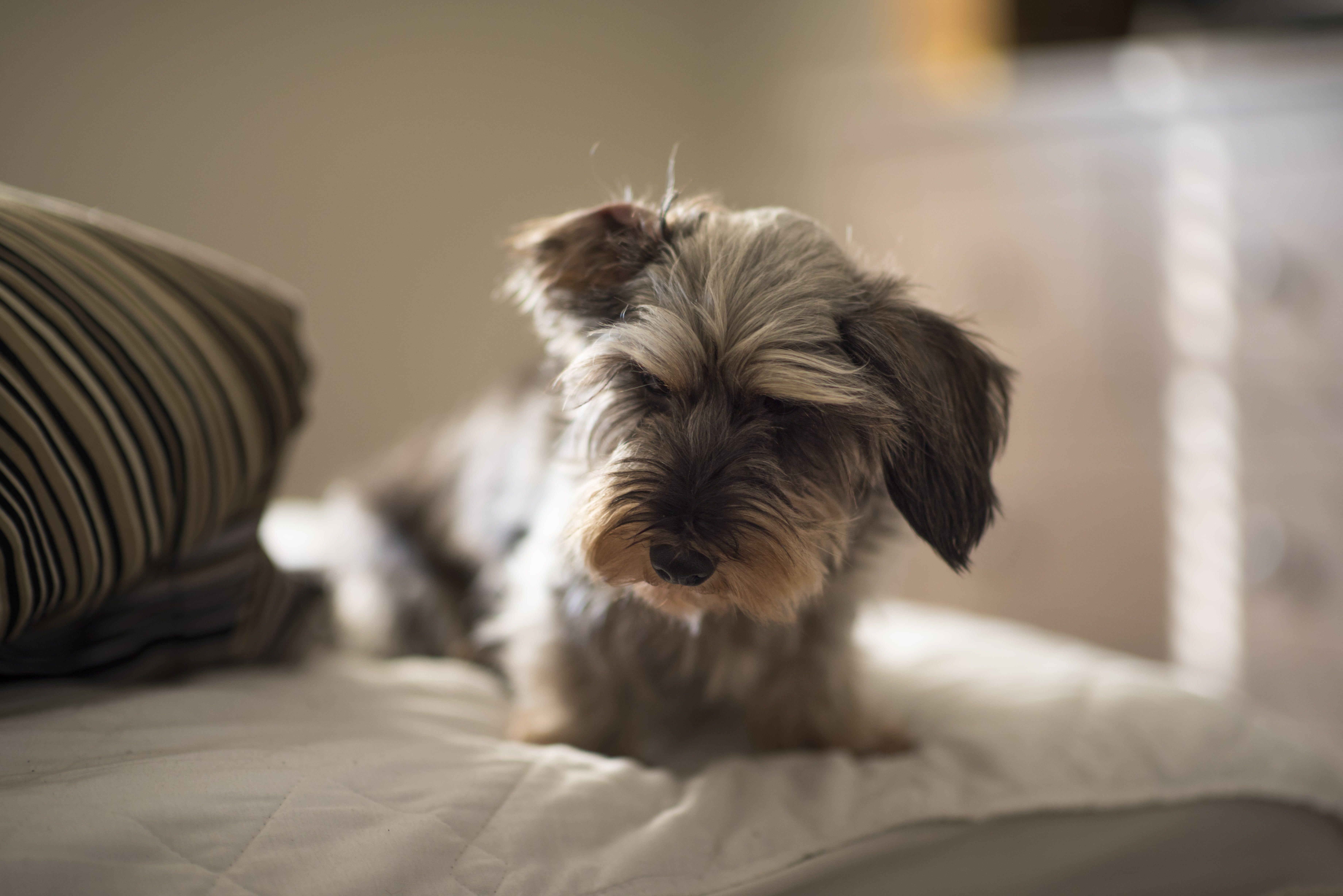 Schnauzer Wallpapers - Top Free Schnauzer Backgrounds - WallpaperAccess