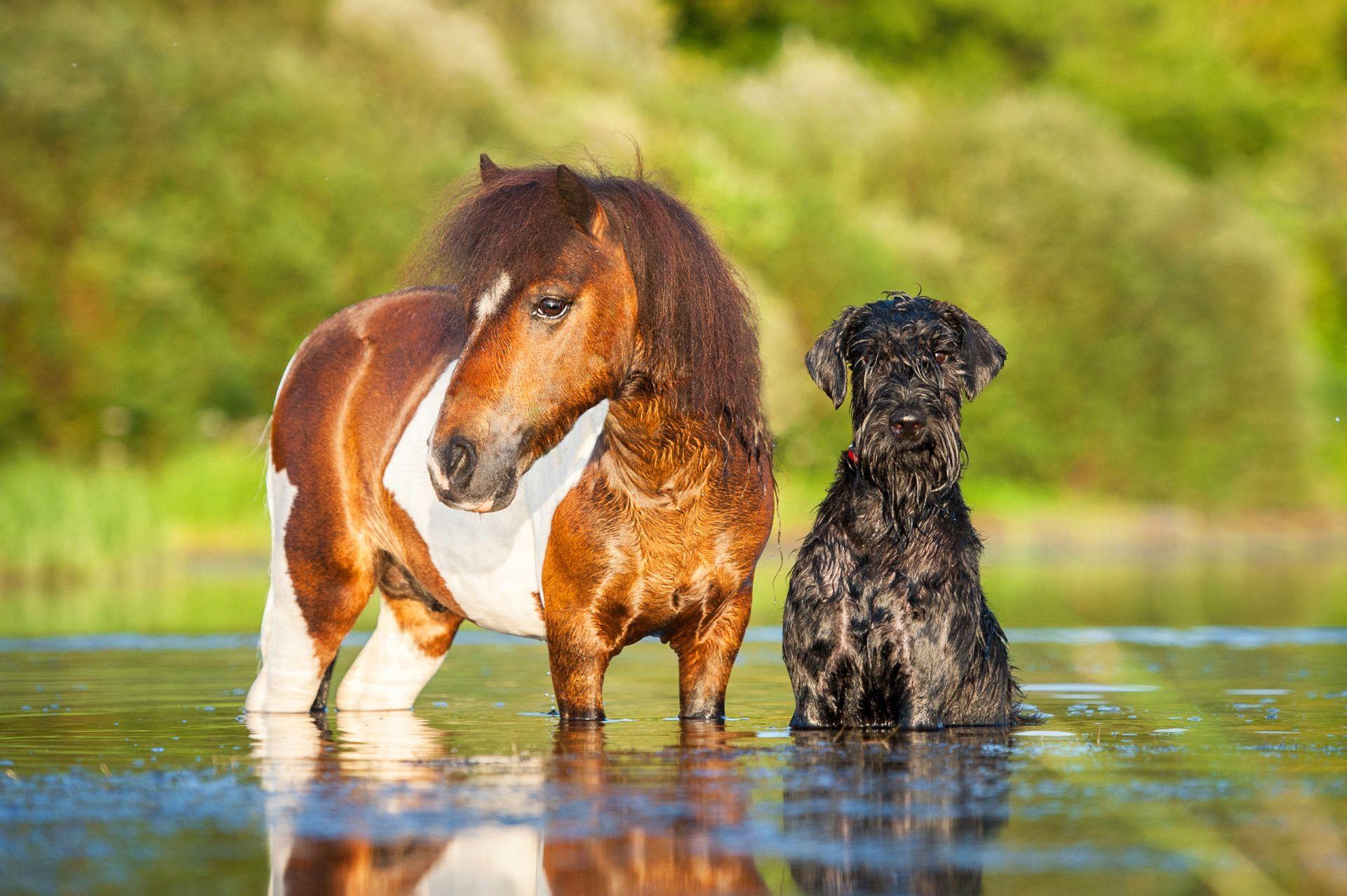 Horse and Dog Wallpapers - Top Free Horse and Dog Backgrounds ...