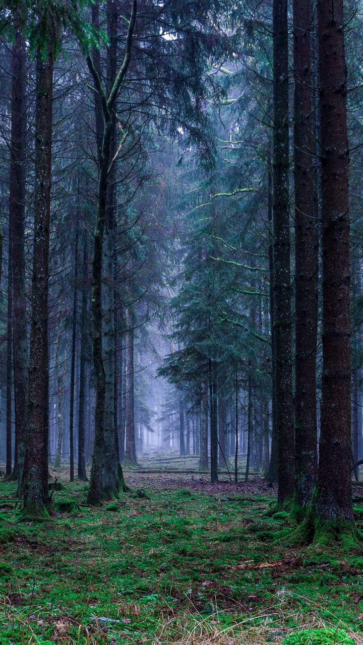 Deep Forest Wallpapers - Top Free Deep Forest Backgrounds - WallpaperAccess
