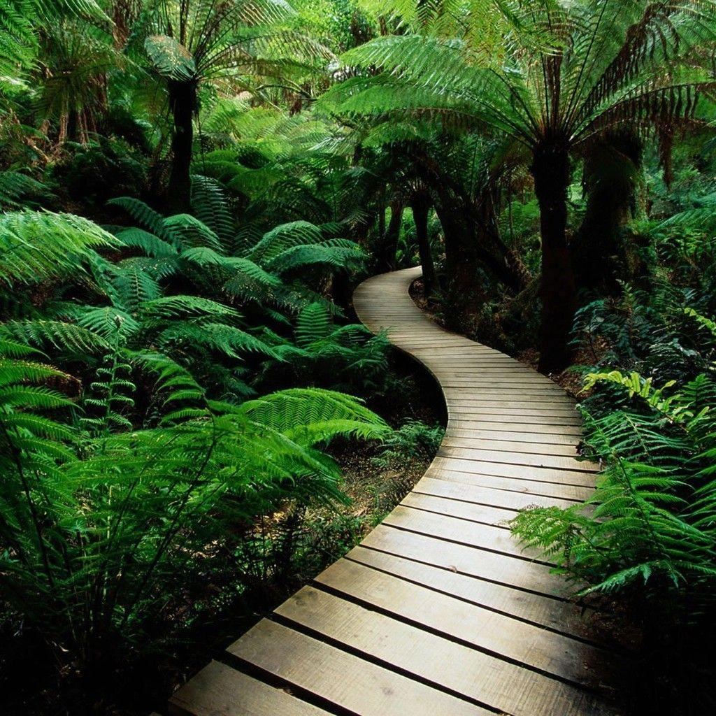 Jungle Bridge Wallpapers - Top Free Jungle Bridge Backgrounds ...