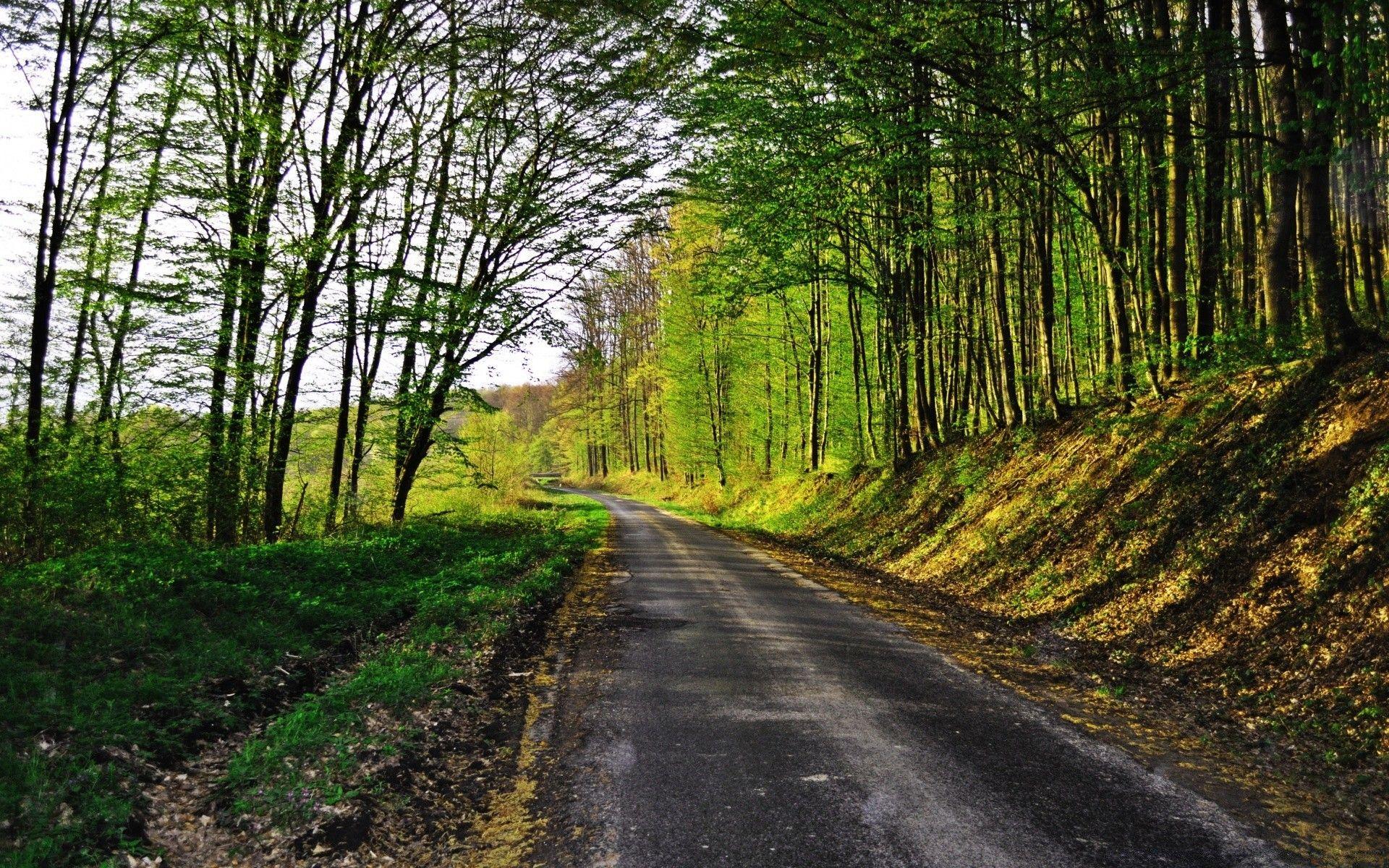 Forest Road Wallpapers - Top Free Forest Road Backgrounds - WallpaperAccess