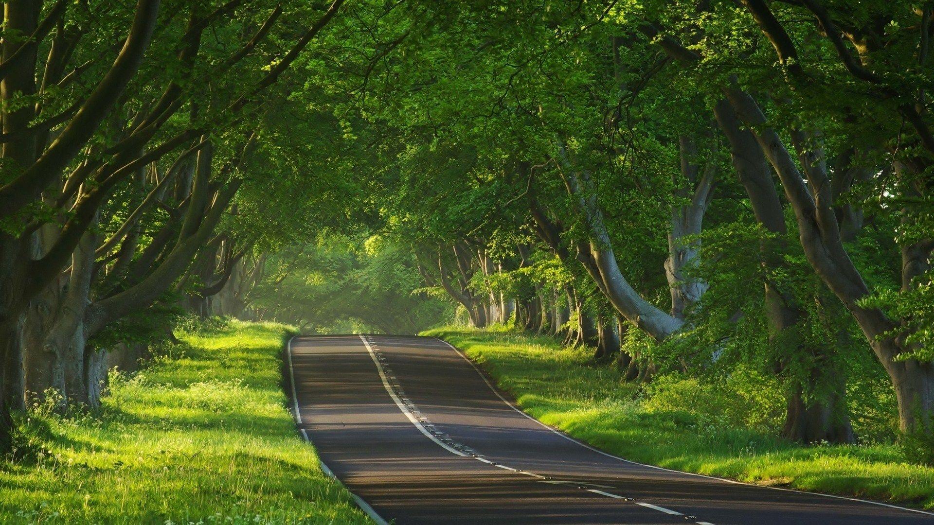 Forest Road Wallpapers - Top Free Forest Road Backgrounds - WallpaperAccess