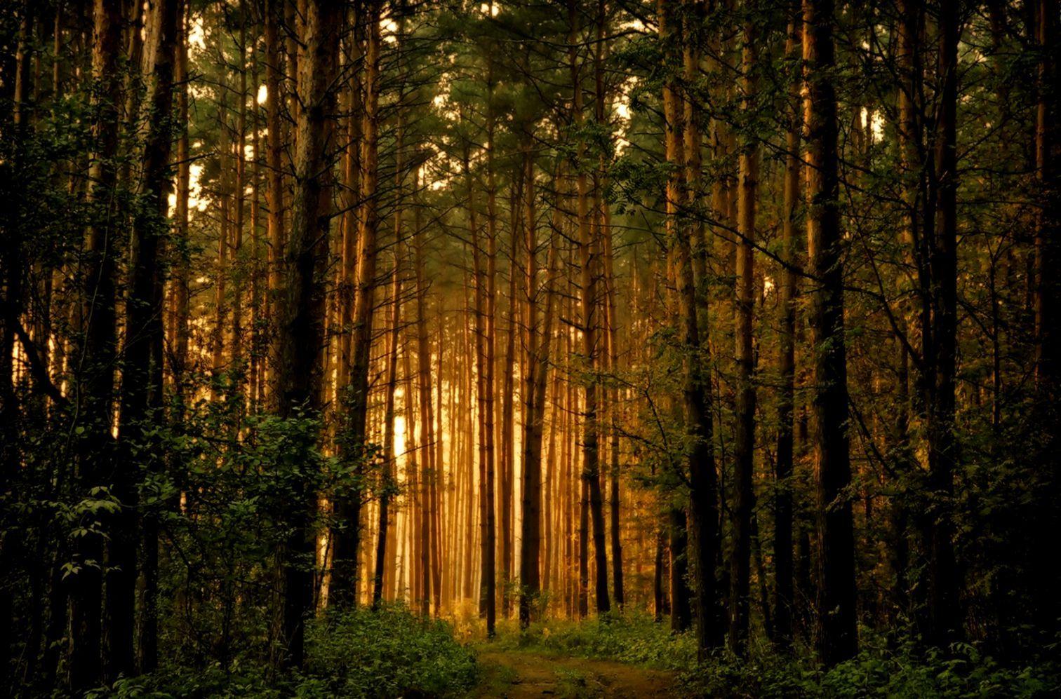 Forest Trees Wallpapers - Top Free Forest Trees Backgrounds ...