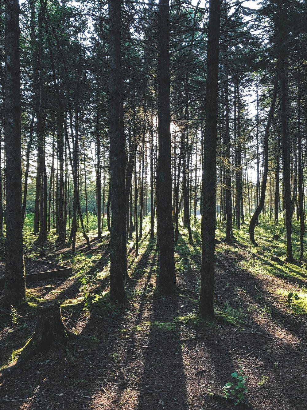 Forest Trees Wallpapers - Top Free Forest Trees Backgrounds ...