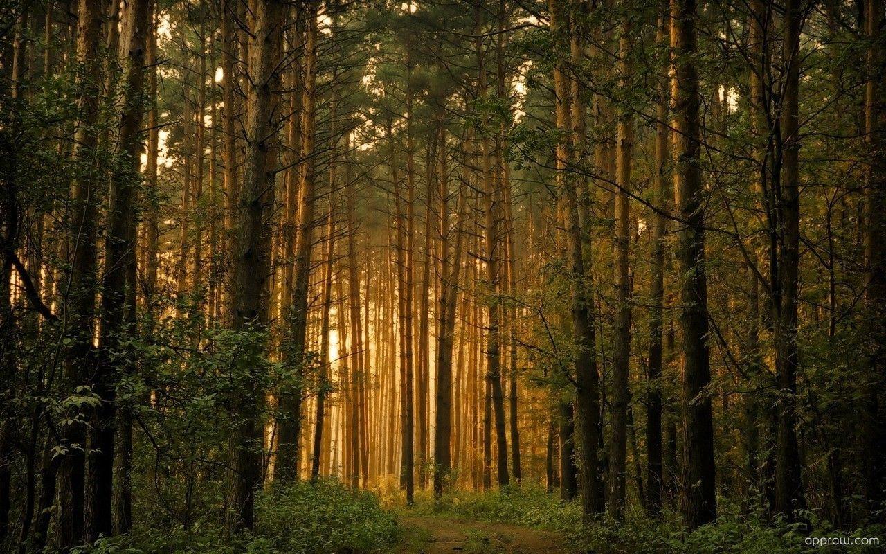 Deep Forest Wallpapers - Top Free Deep Forest Backgrounds - WallpaperAccess