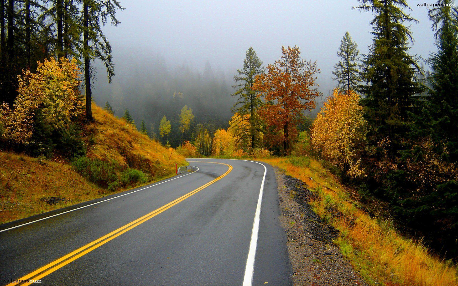 Forest Road Wallpapers - Top Free Forest Road Backgrounds - WallpaperAccess