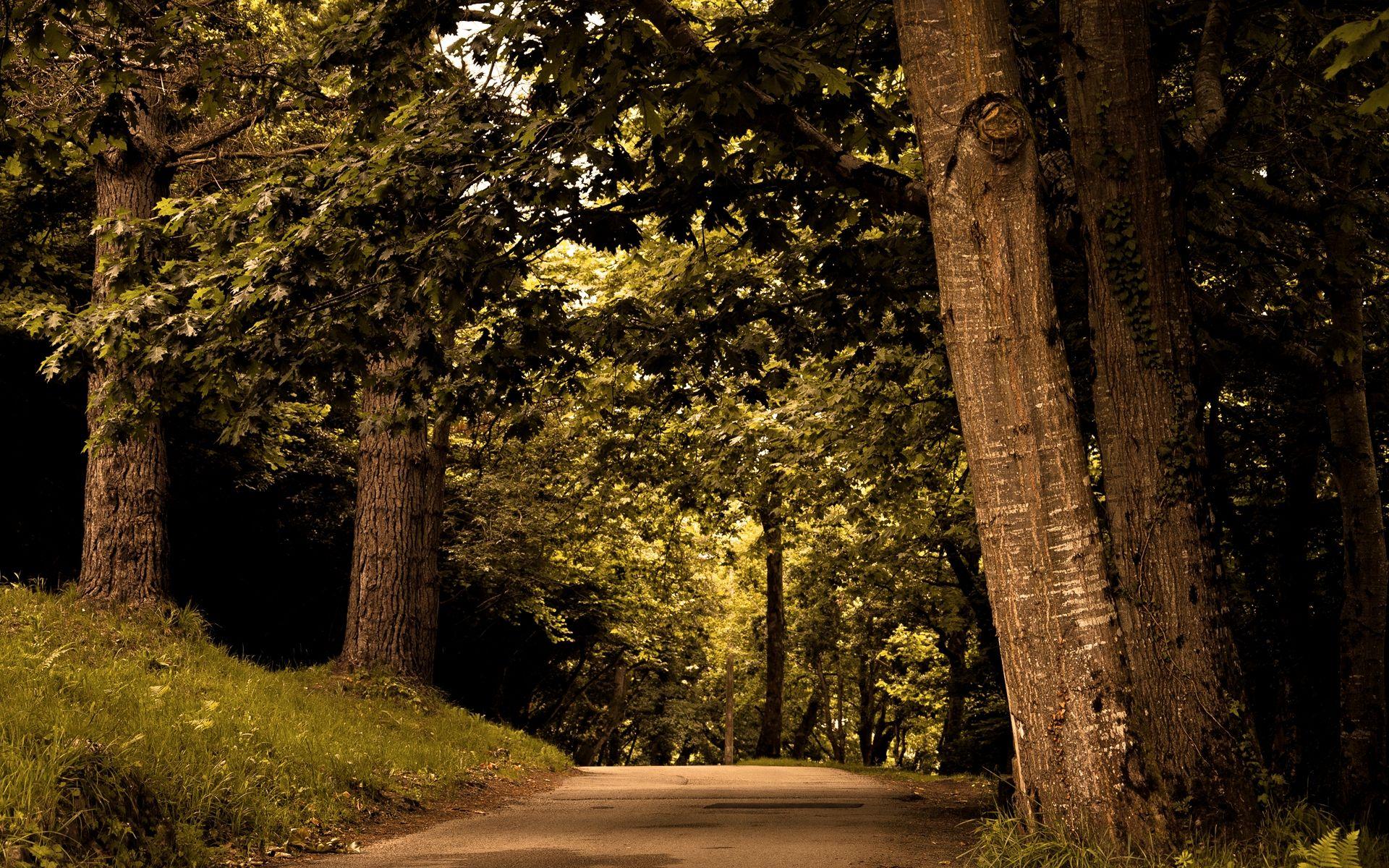 Forest Road Wallpapers - Top Free Forest Road Backgrounds - WallpaperAccess