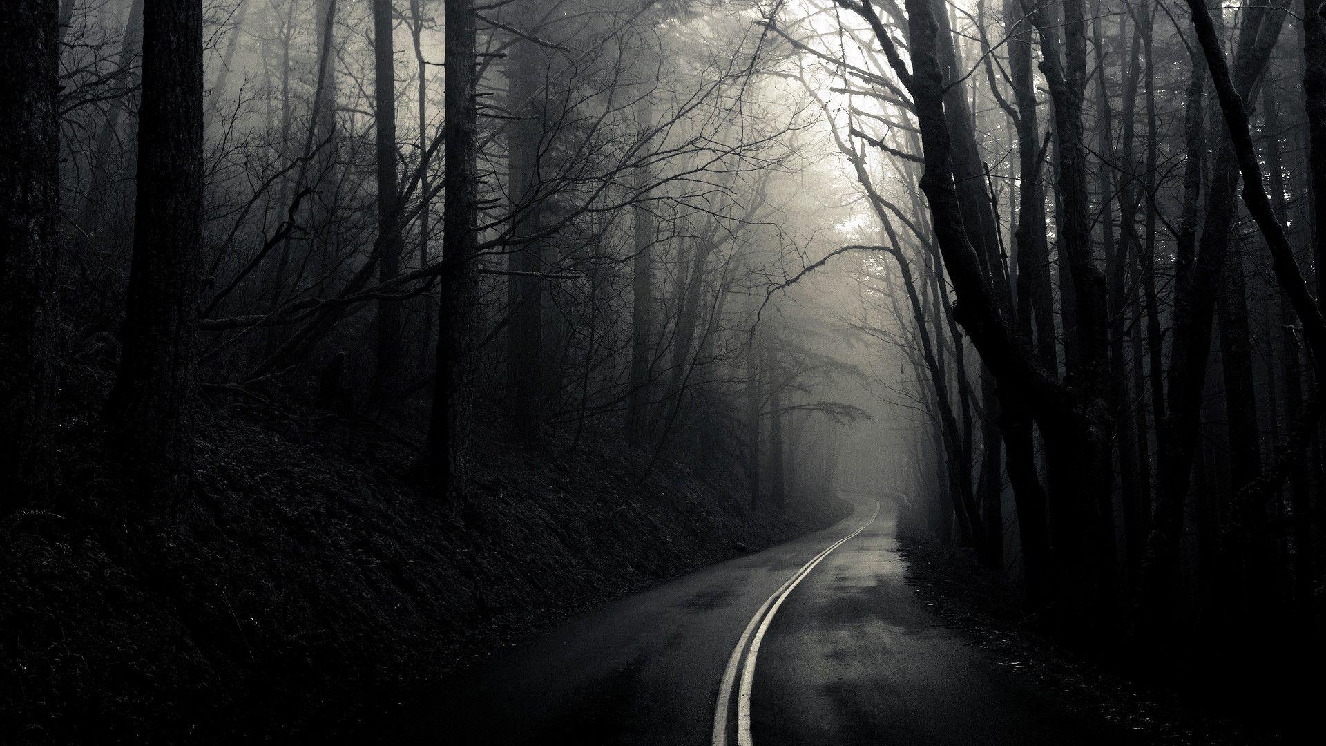 Forest Road Wallpapers - Top Free Forest Road Backgrounds - WallpaperAccess
