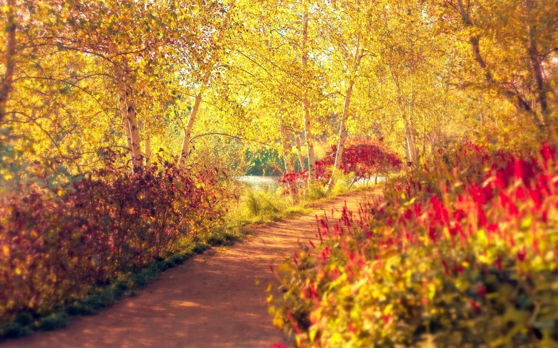 Pathway Wallpapers - Top Free Pathway Backgrounds - WallpaperAccess
