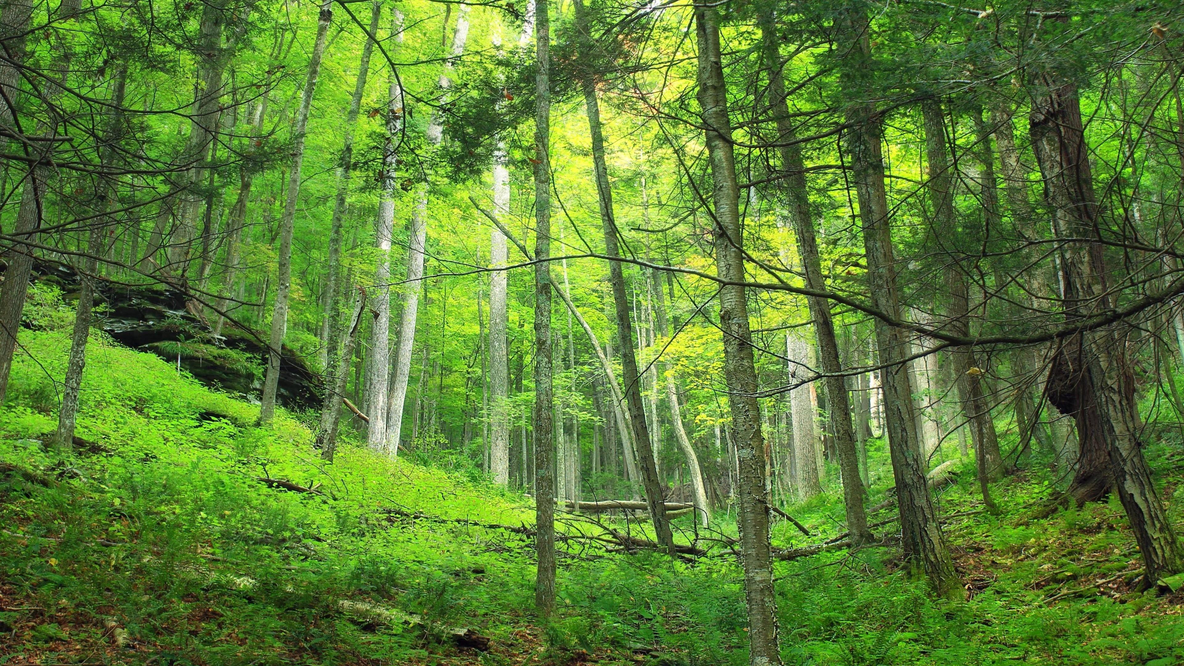 Deep Forest Wallpapers - Top Free Deep Forest Backgrounds - WallpaperAccess