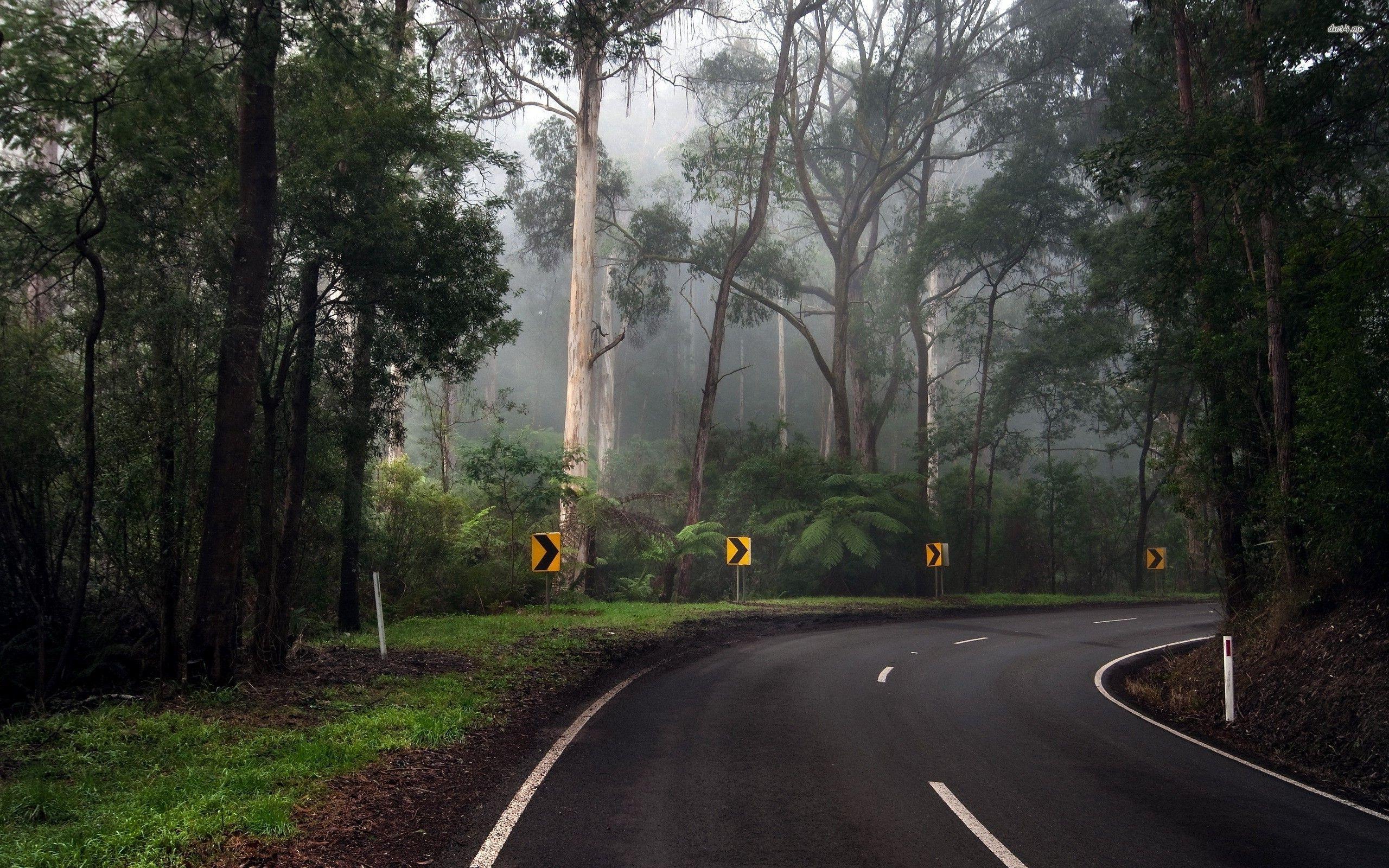 Forest Road Wallpapers - Top Free Forest Road Backgrounds - WallpaperAccess