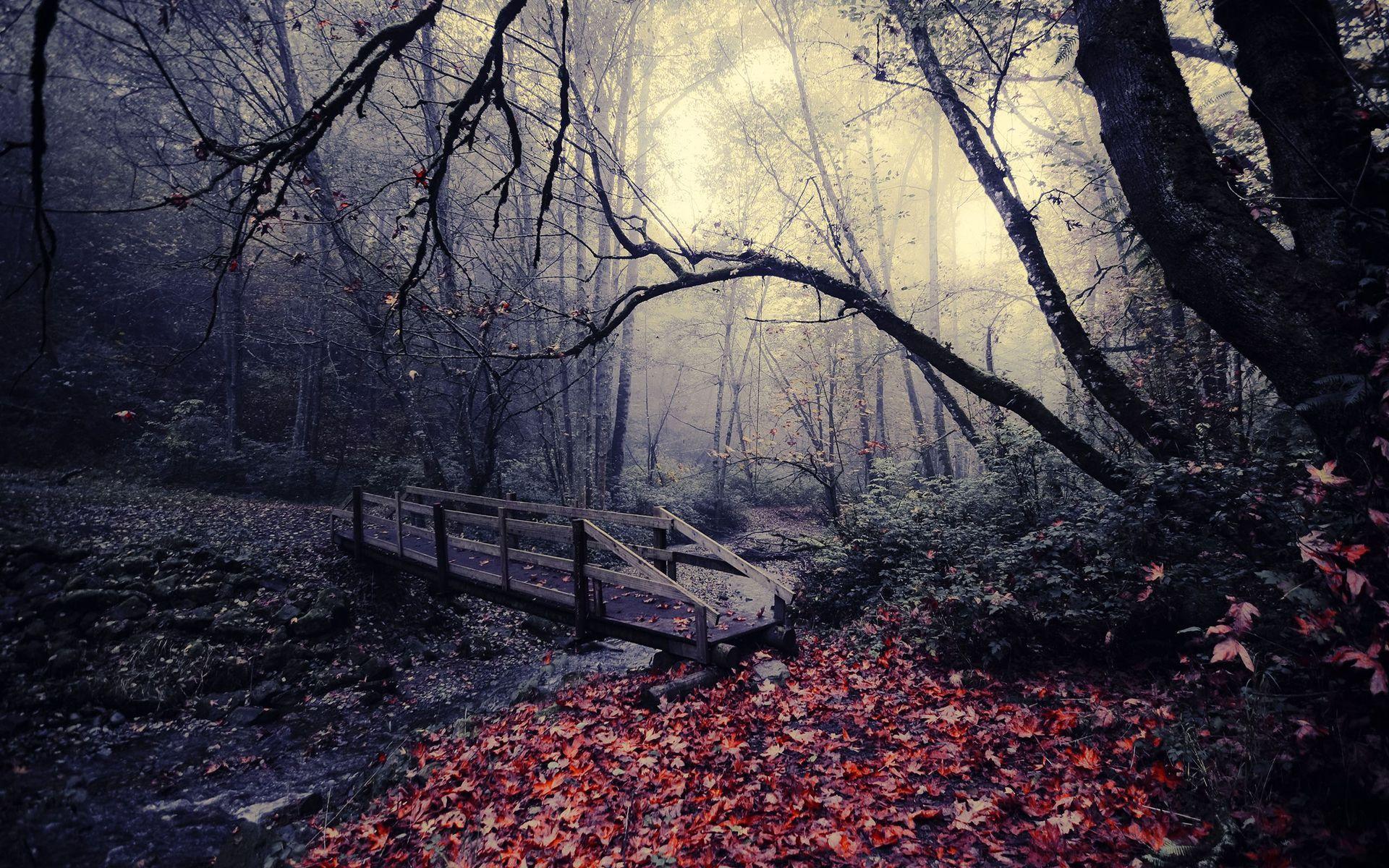 Forest Bridge Wallpapers - Top Free Forest Bridge Backgrounds ...