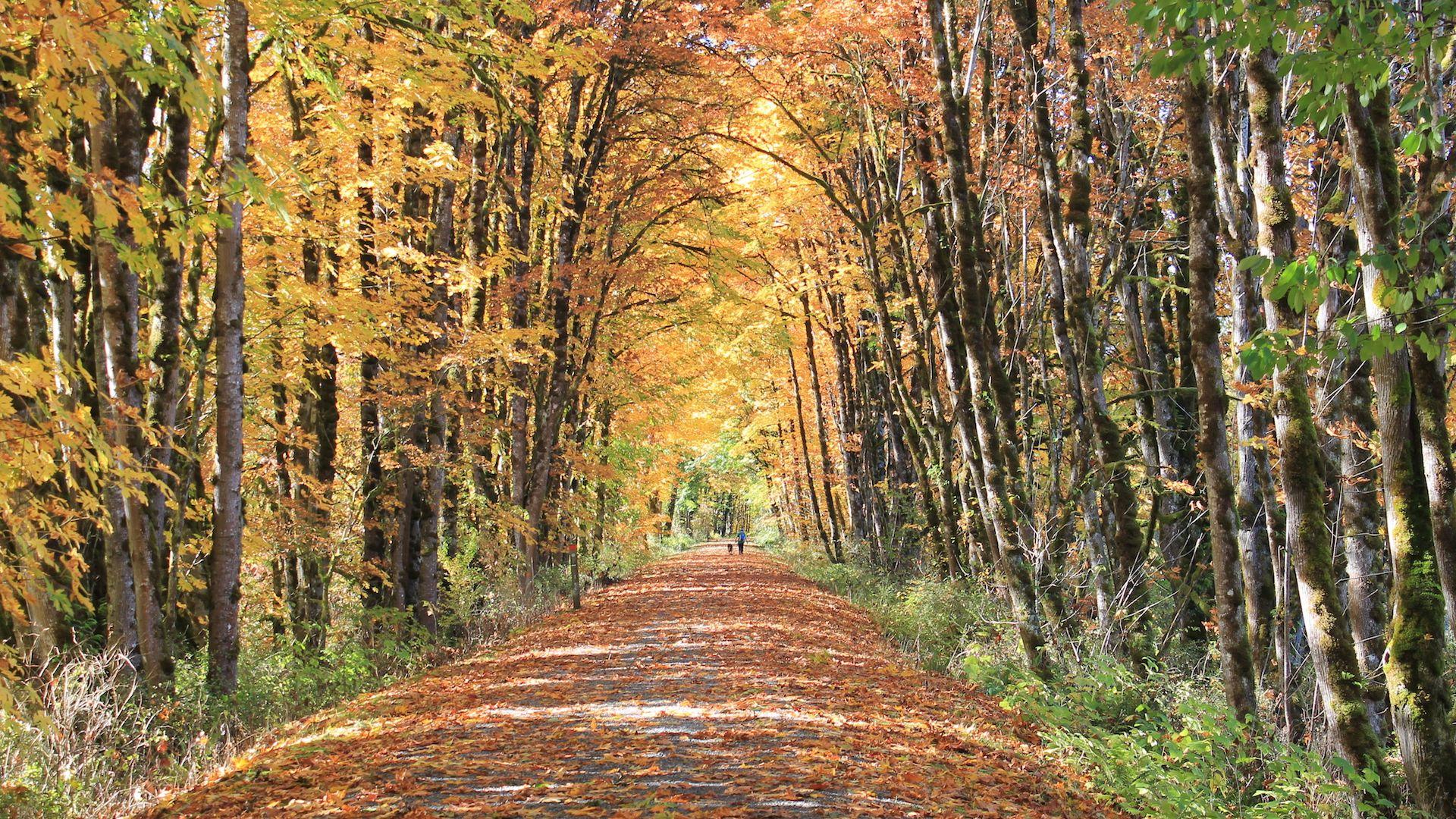 Pathway Wallpapers - Top Free Pathway Backgrounds - WallpaperAccess