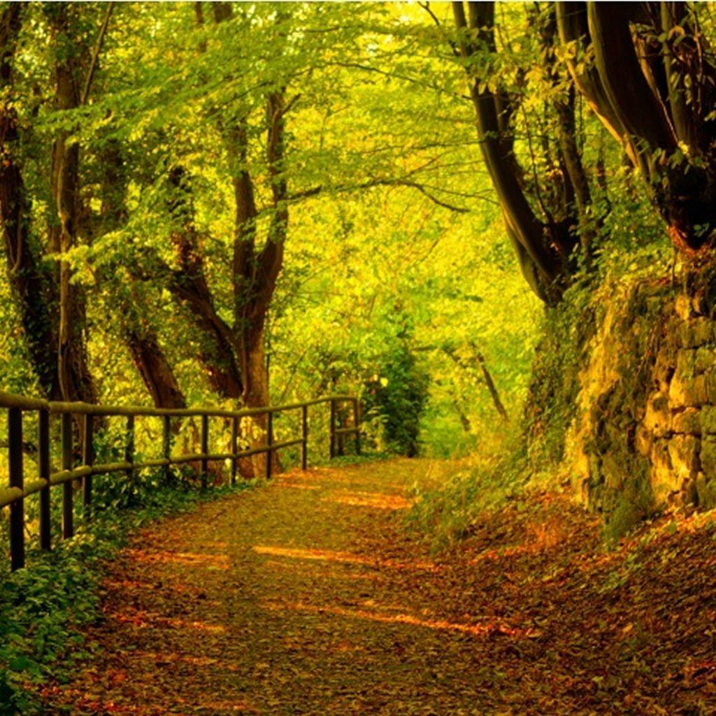 Pathway Wallpapers - Top Free Pathway Backgrounds - WallpaperAccess