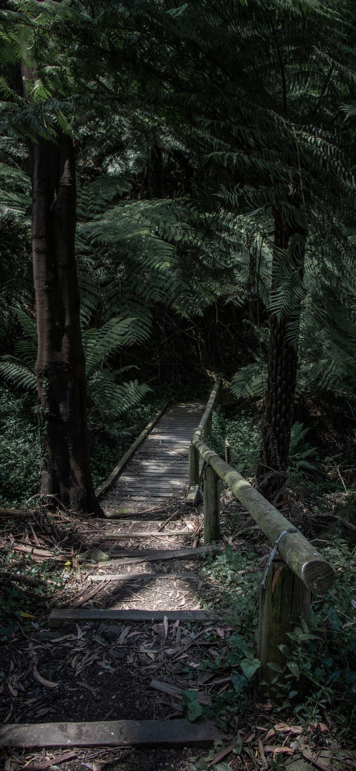 Forest Bridge Wallpapers - Top Free Forest Bridge Backgrounds ...