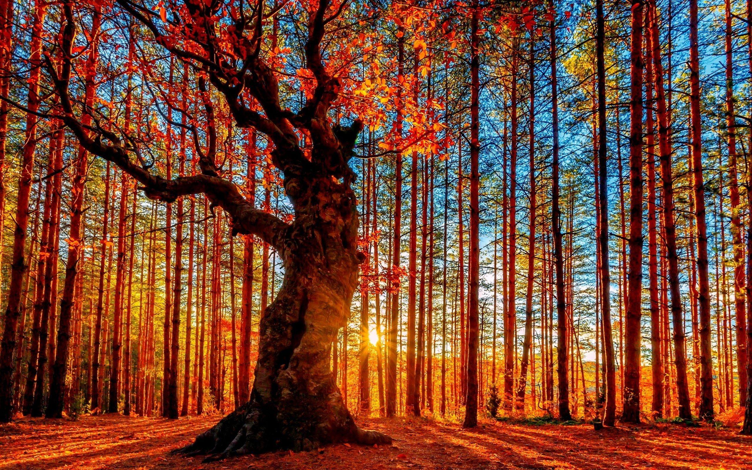 Forest Trees Wallpapers - Top Free Forest Trees Backgrounds ...