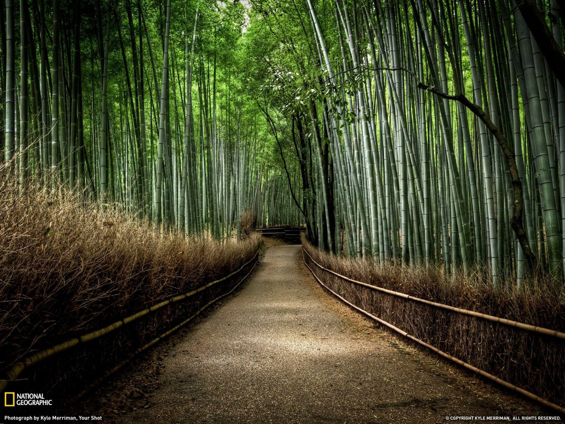 Pathway Wallpapers - Top Free Pathway Backgrounds - WallpaperAccess