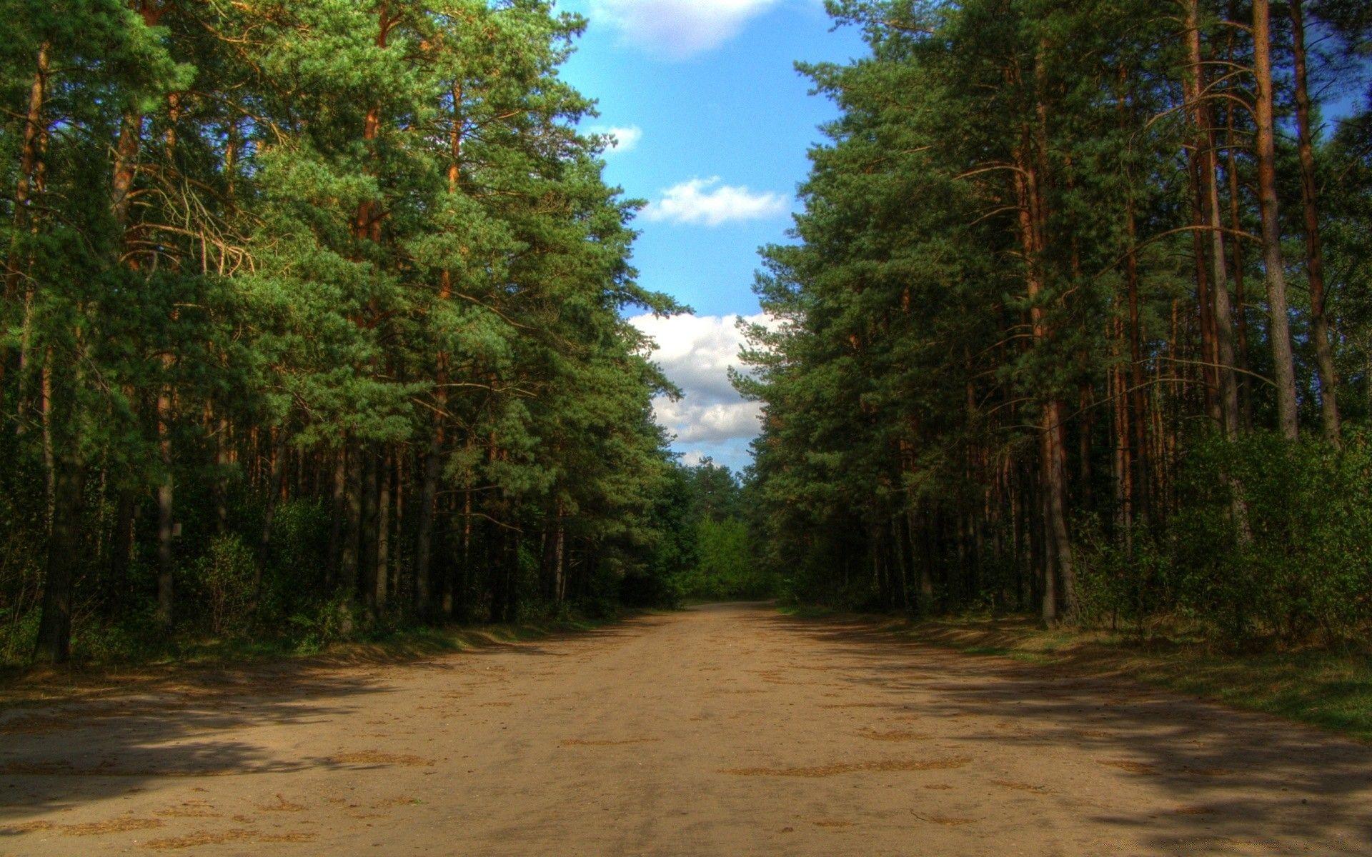 Forest Road Wallpapers - Top Free Forest Road Backgrounds - WallpaperAccess