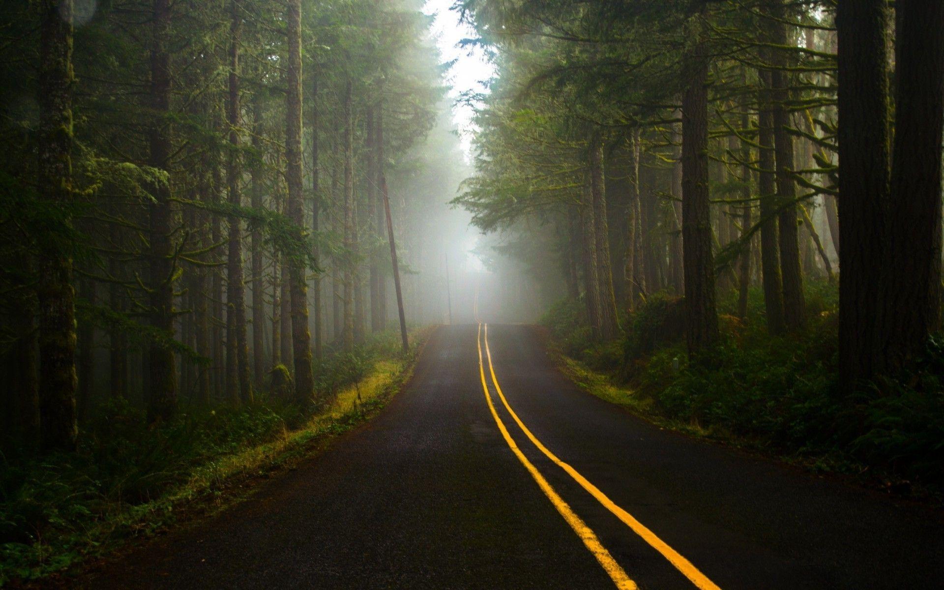 Forest Road Wallpapers - Top Free Forest Road Backgrounds - WallpaperAccess