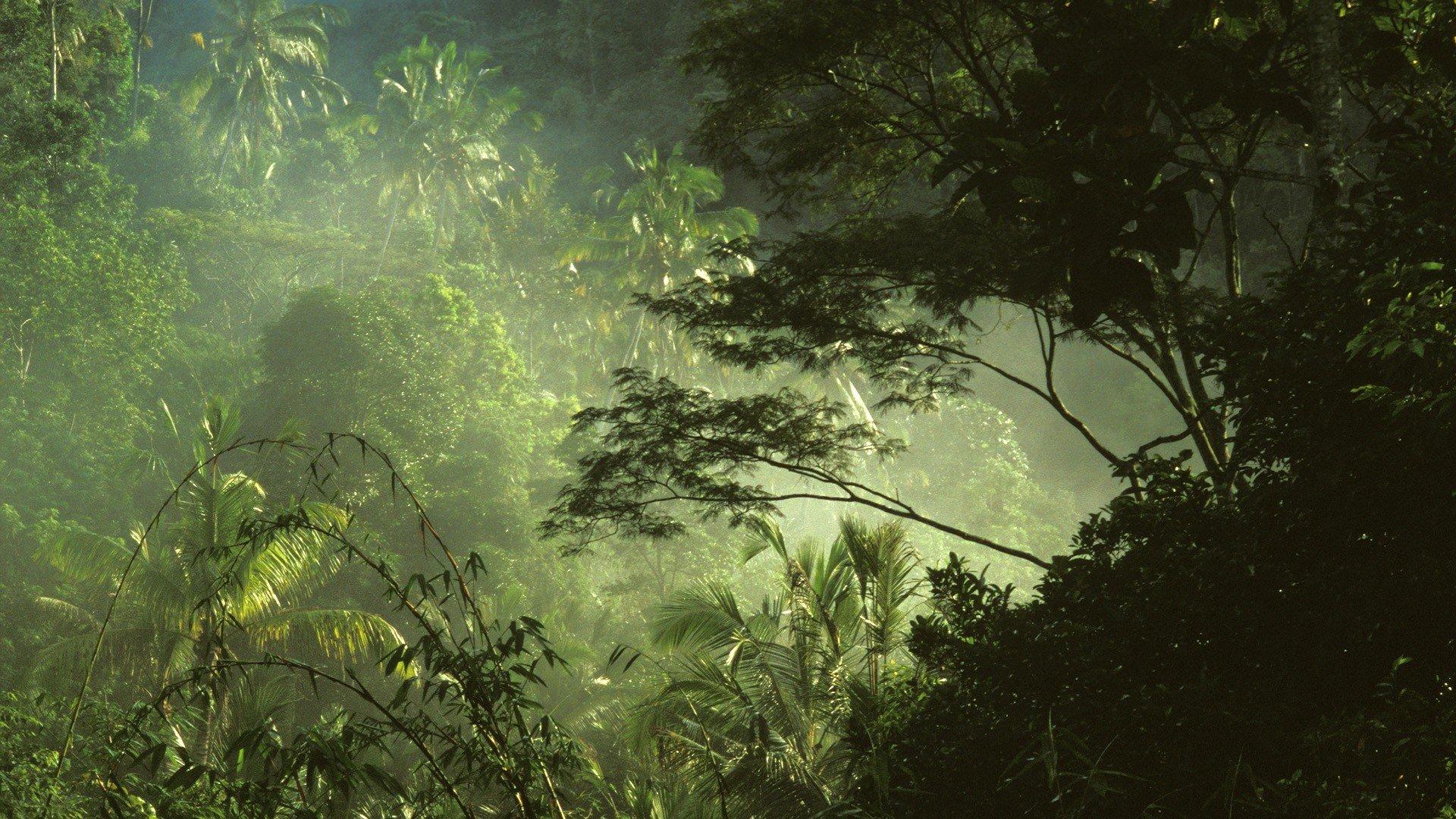 1920X1080 Jungle Wallpapers - Top Free 1920X1080 Jungle Backgrounds ...