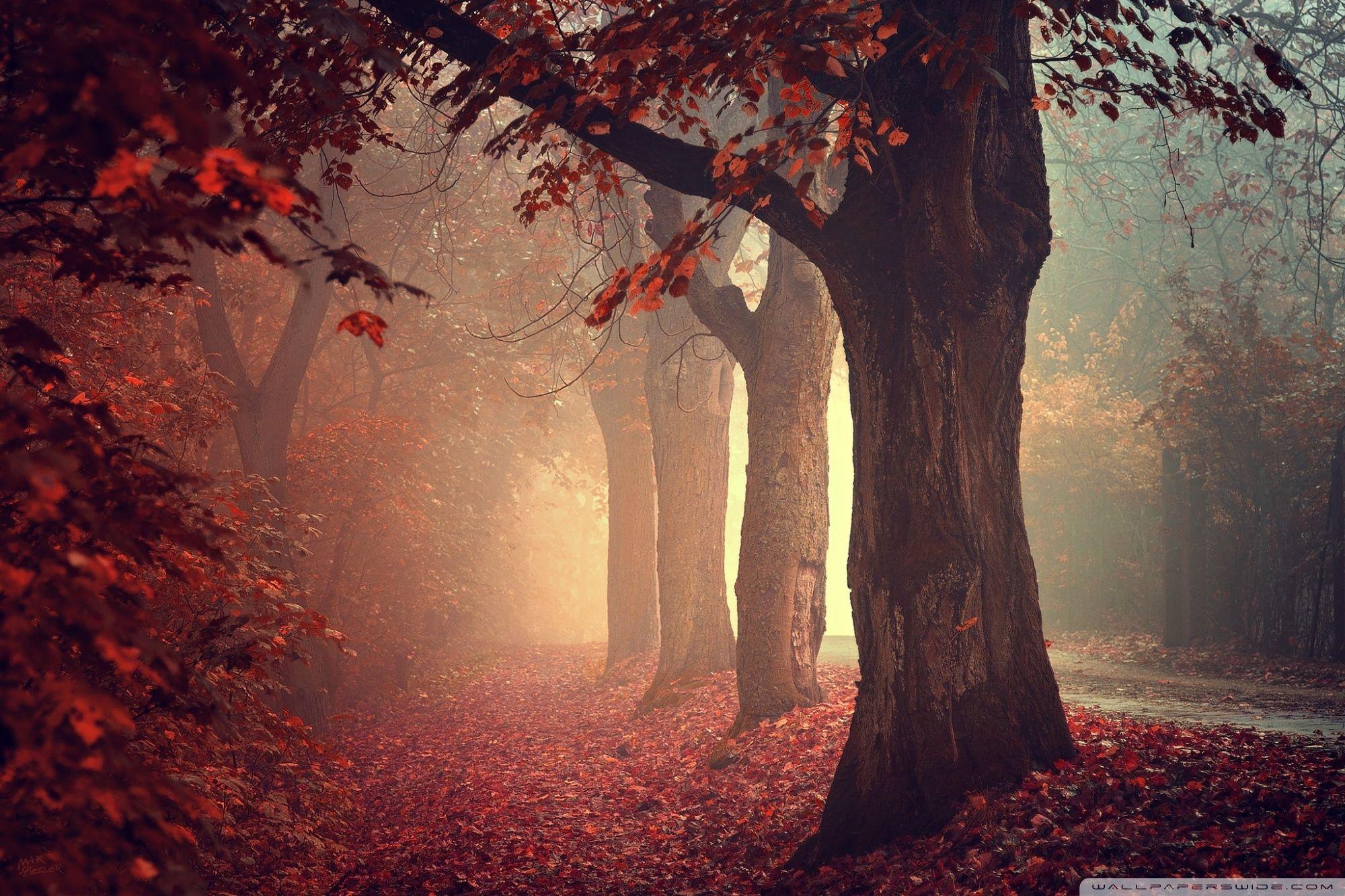Red Forest HD Wallpapers - Top Free Red Forest HD Backgrounds ...