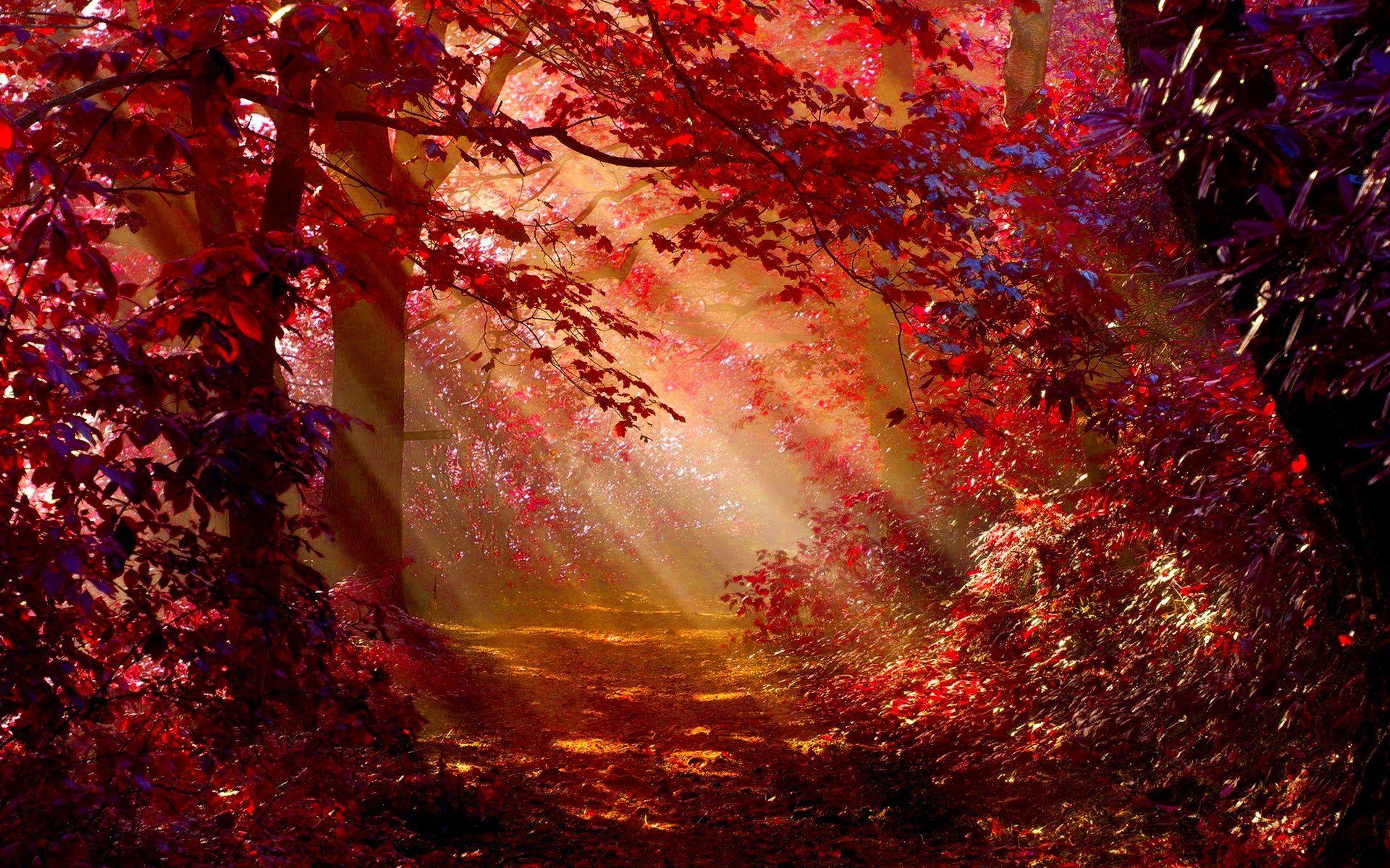 Red Forest HD Wallpapers - Top Free Red Forest HD Backgrounds ...